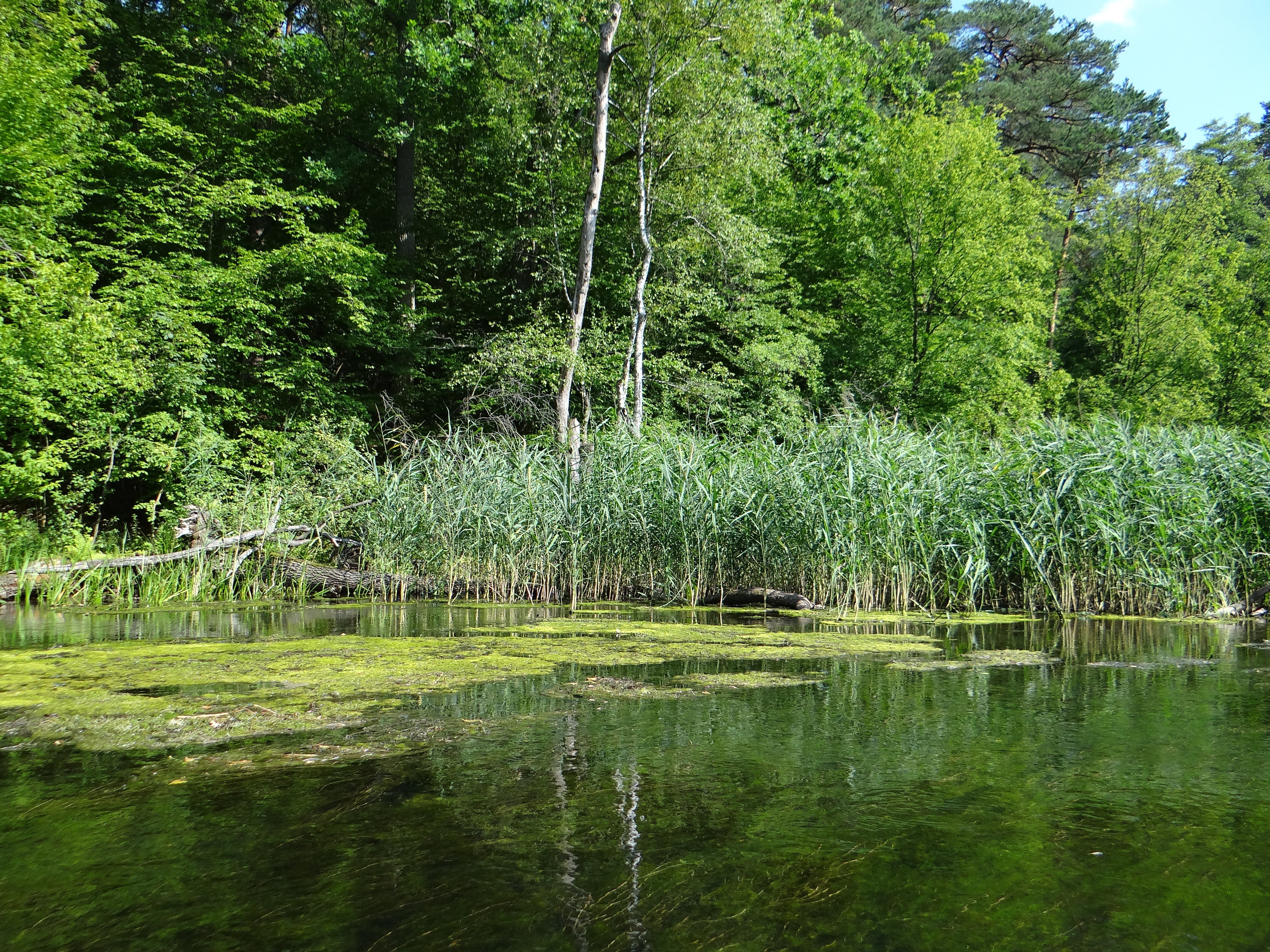 Water River Logs Of Trees free image download