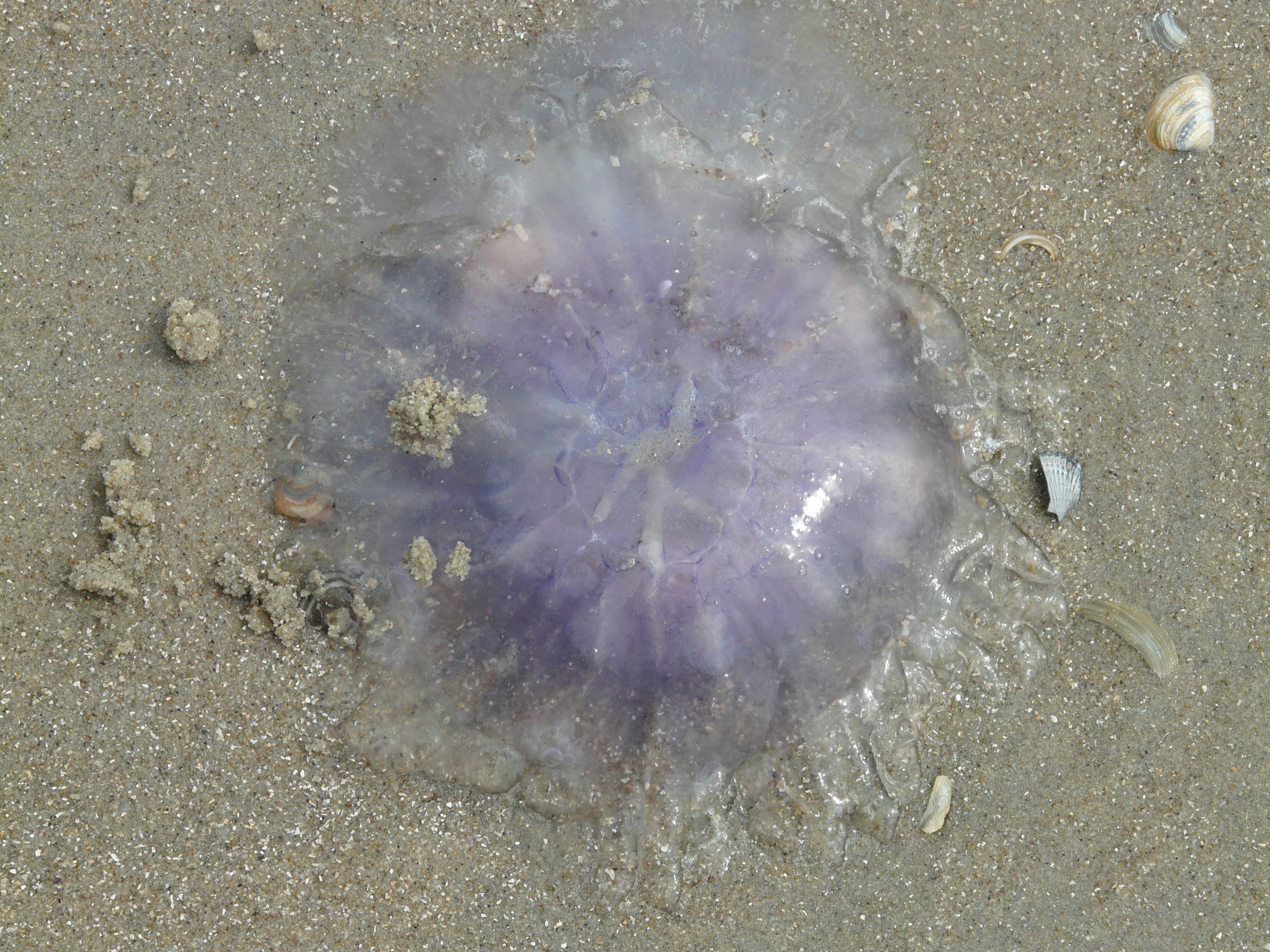 Jellyfish Blue Cyanea free image download