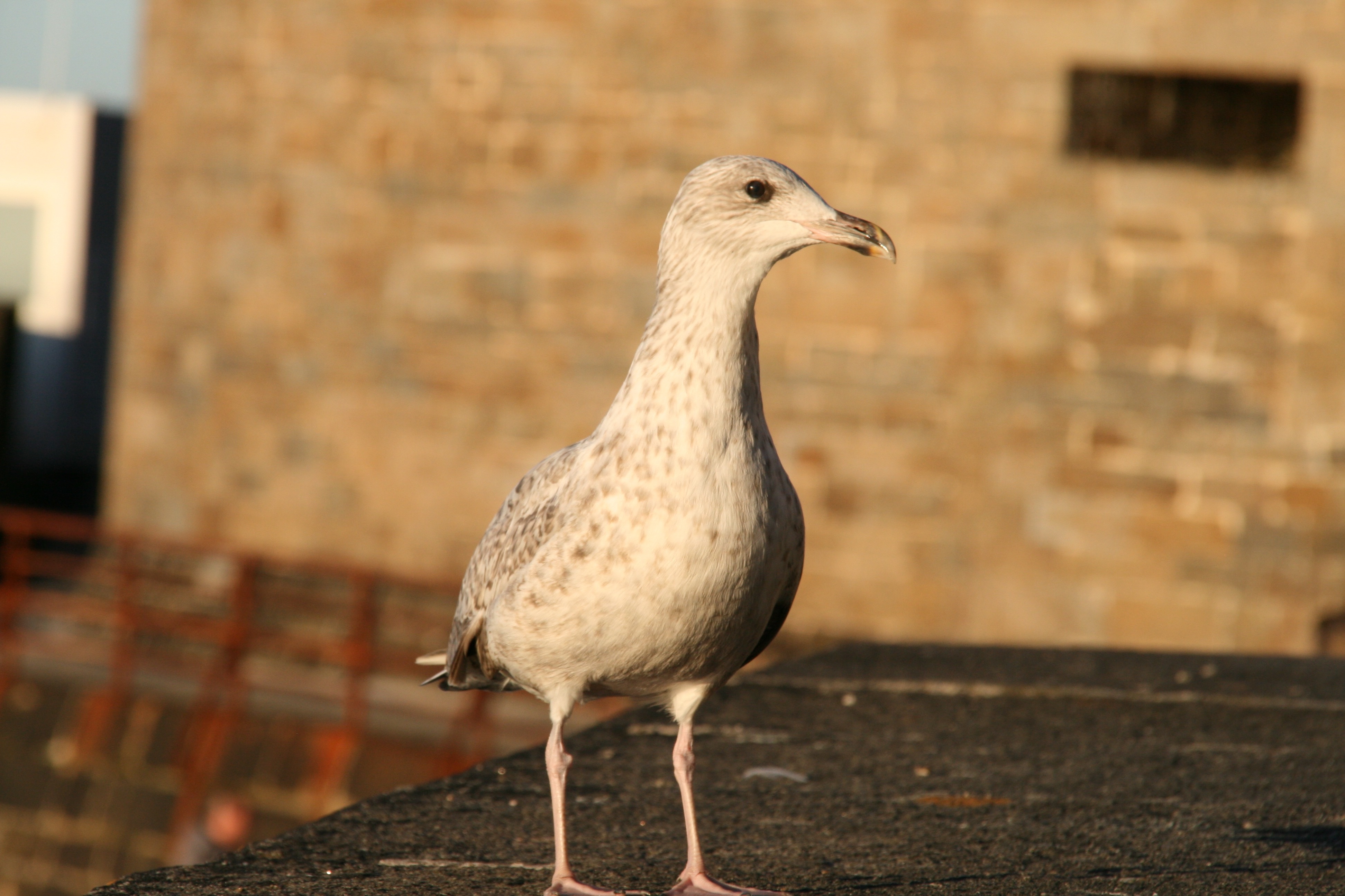 Seagull Bird Feathers free image download