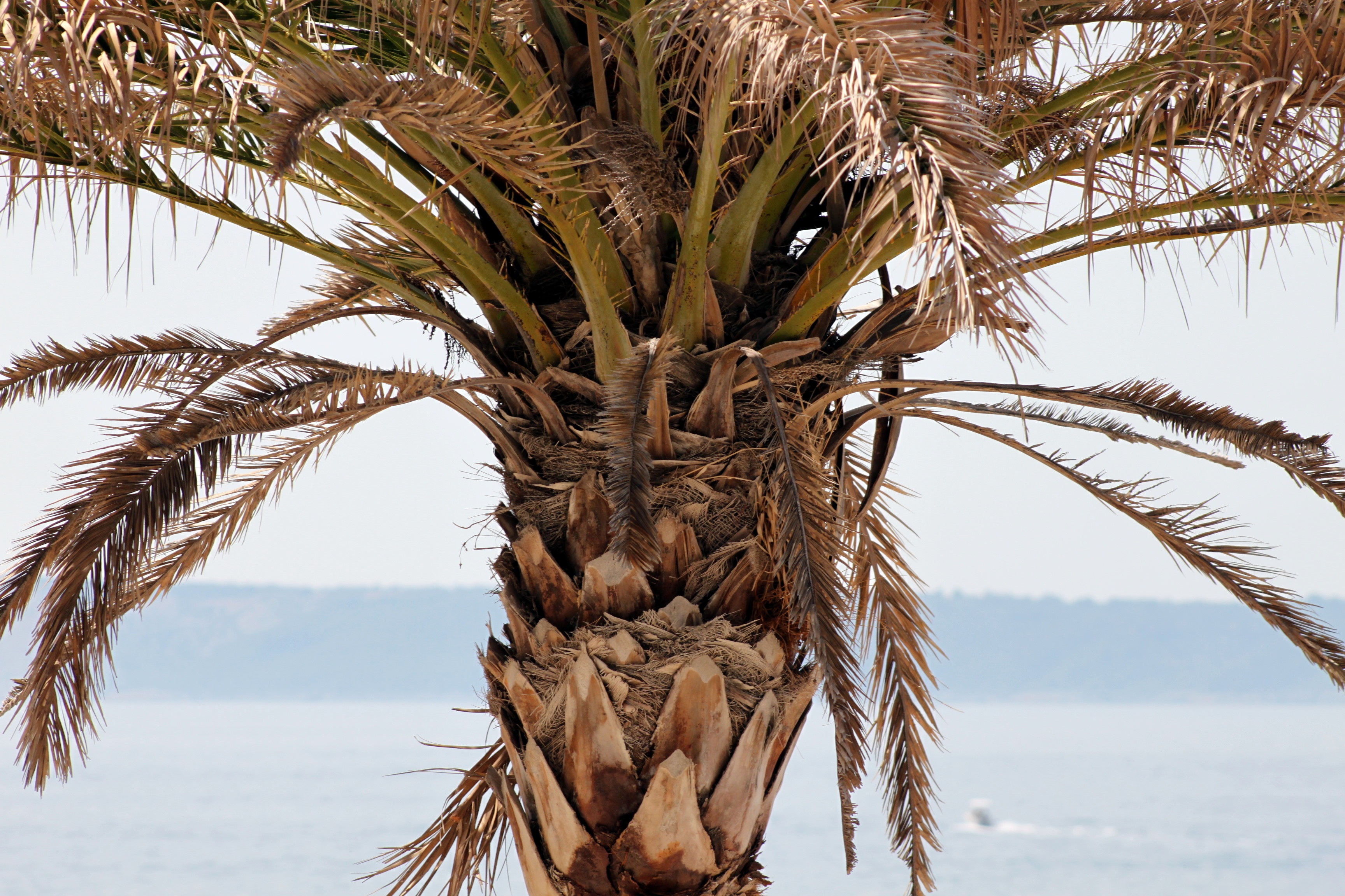 Palm Water Sea free image download