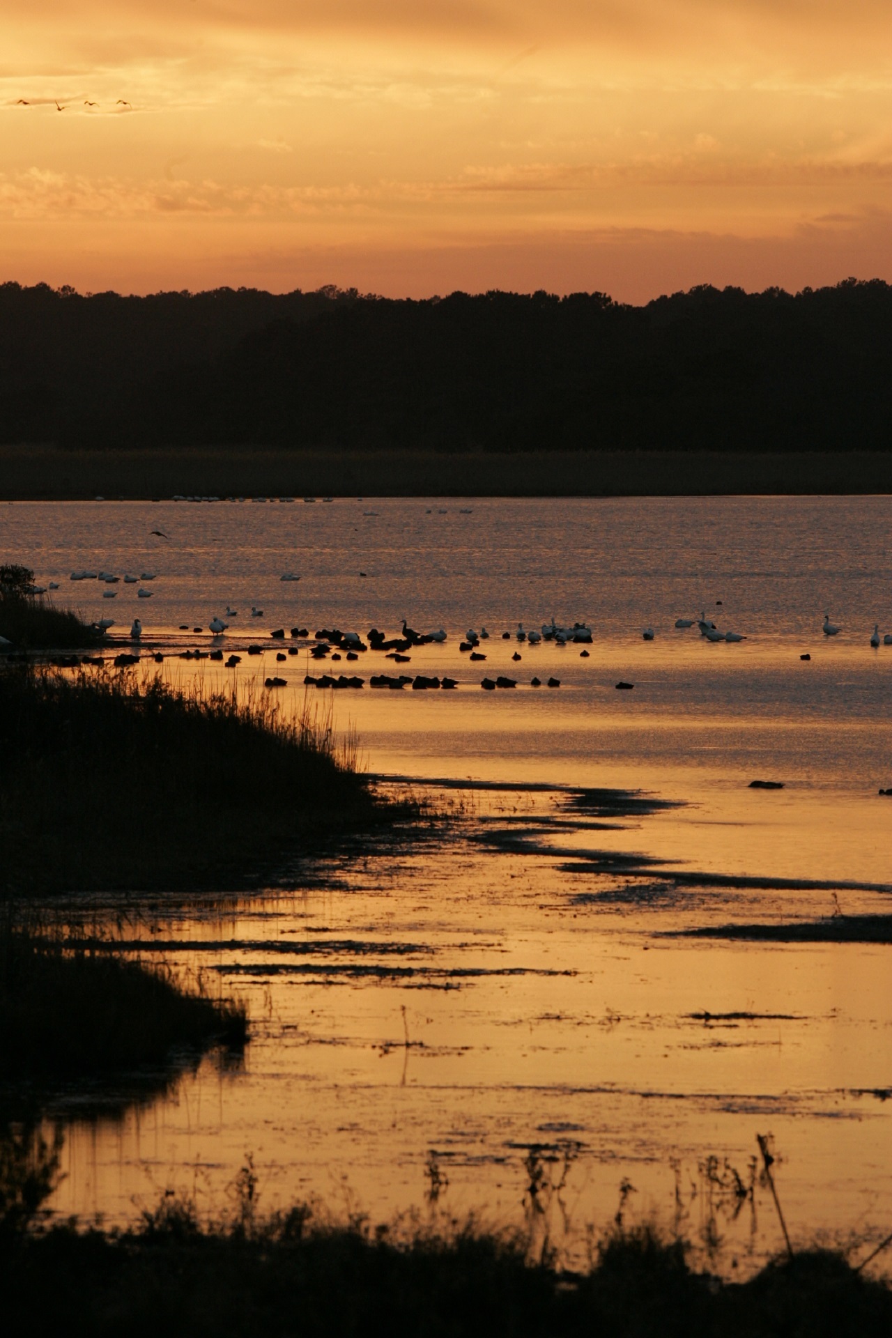 Sunset Wetlands Landscape free image download