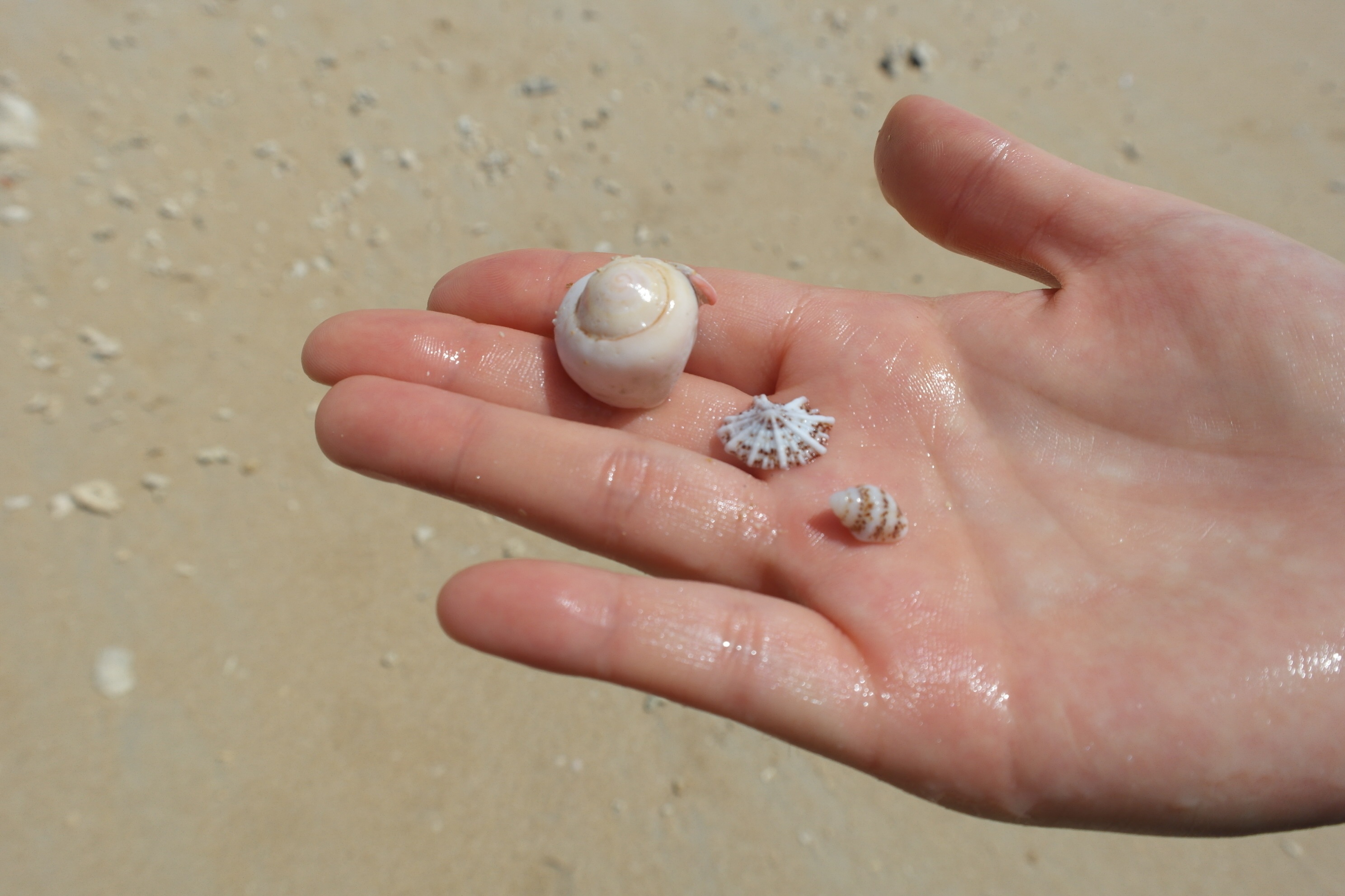 Sea Hand Clam free image download