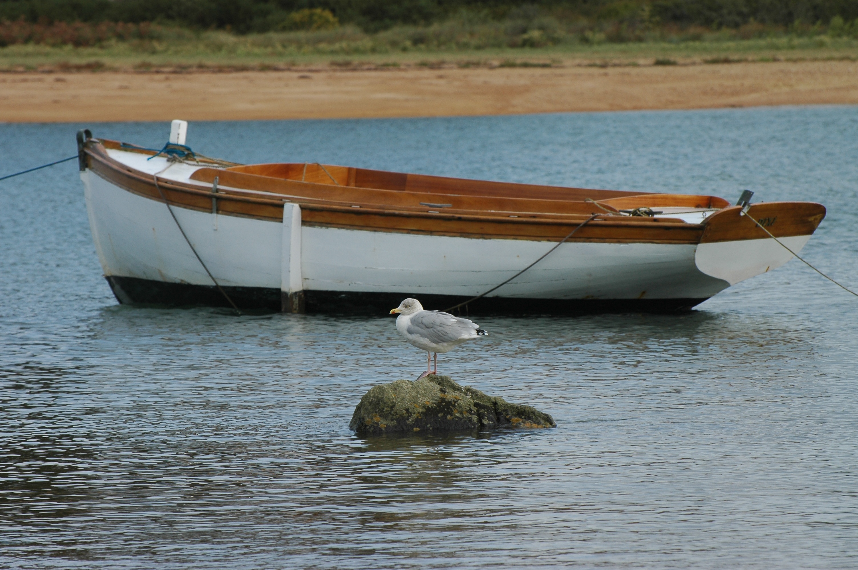 Boat Seagull Port free image download