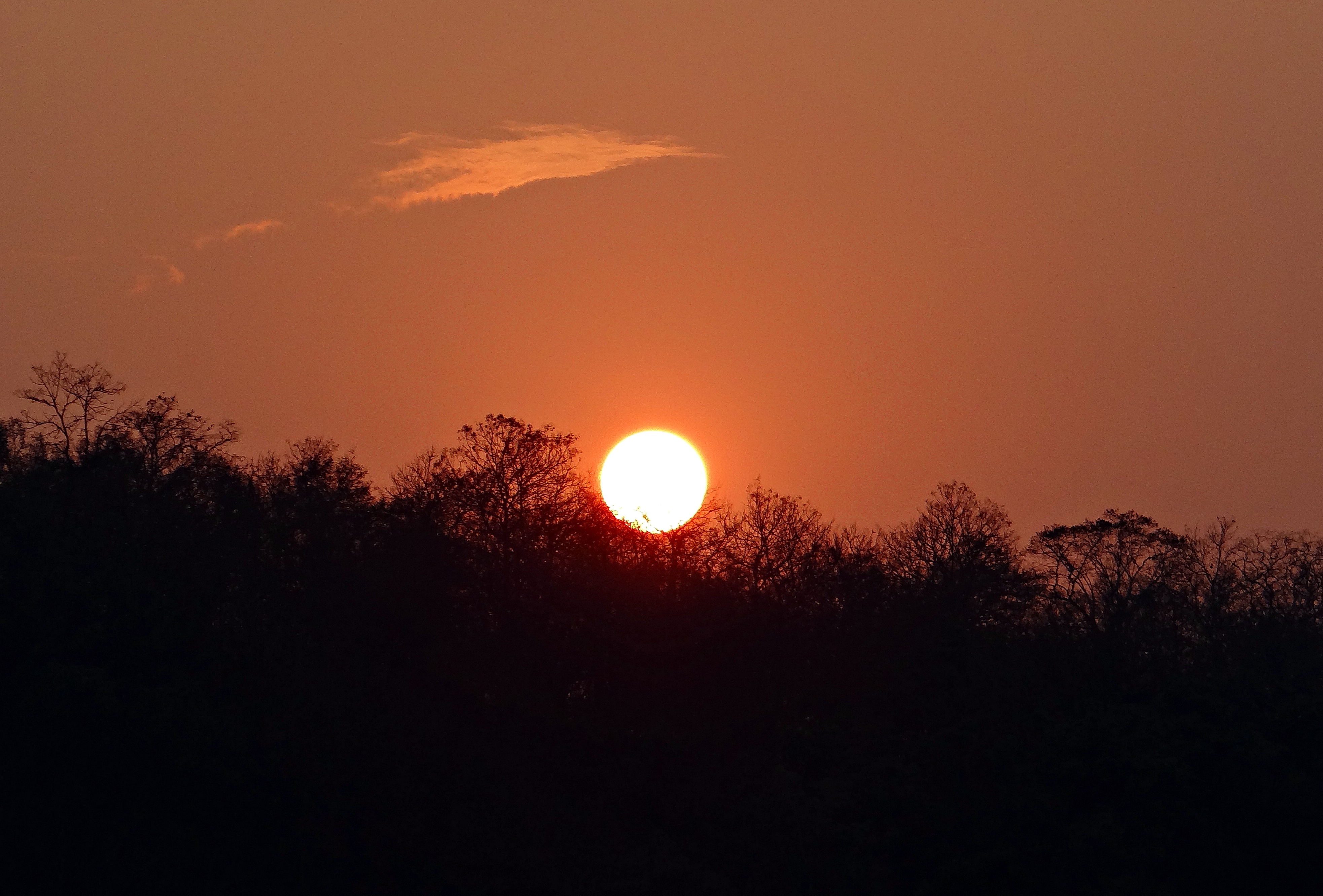 Sunset Glow Forest free image download