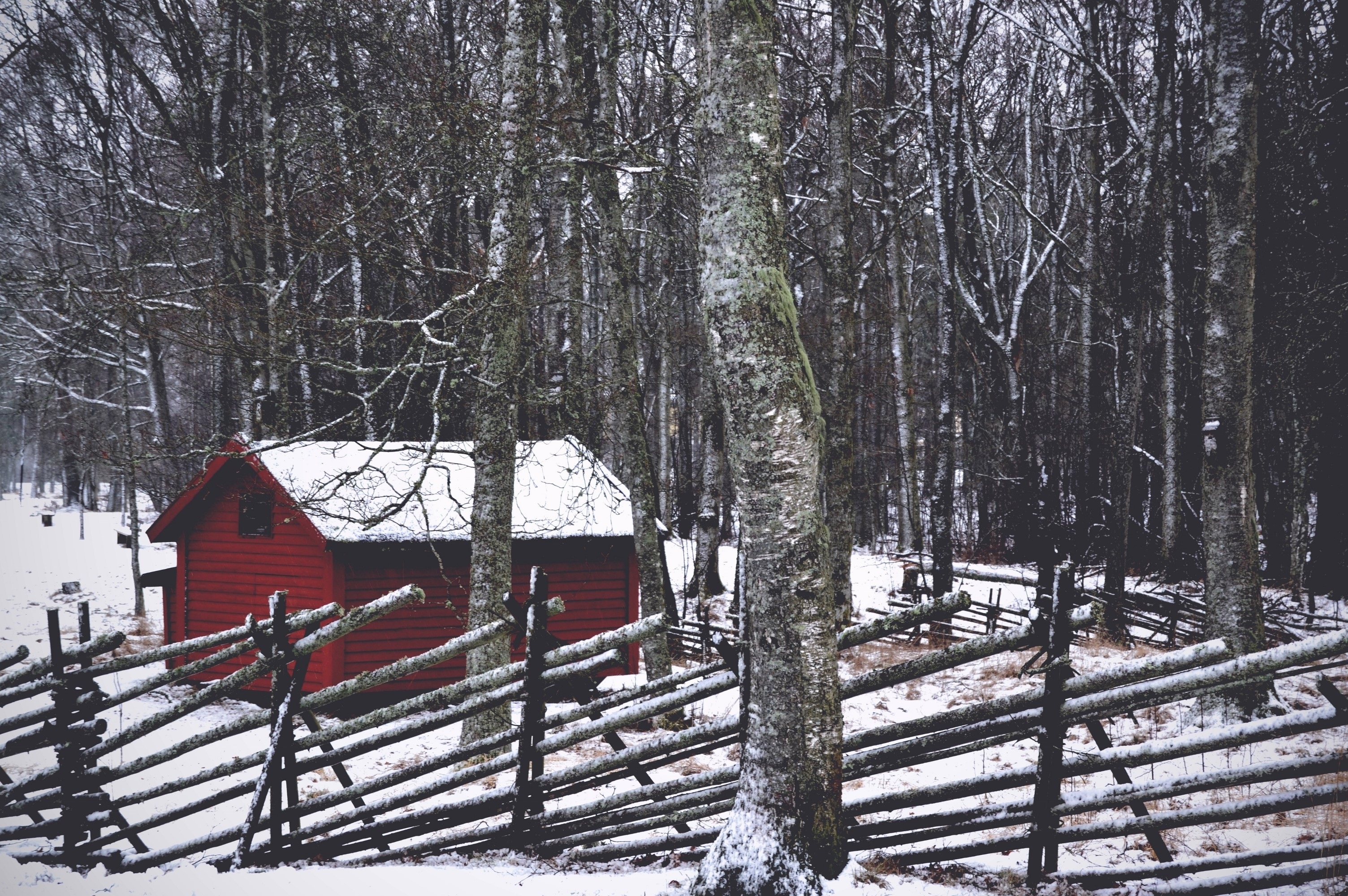 House Trees Snow free image download
