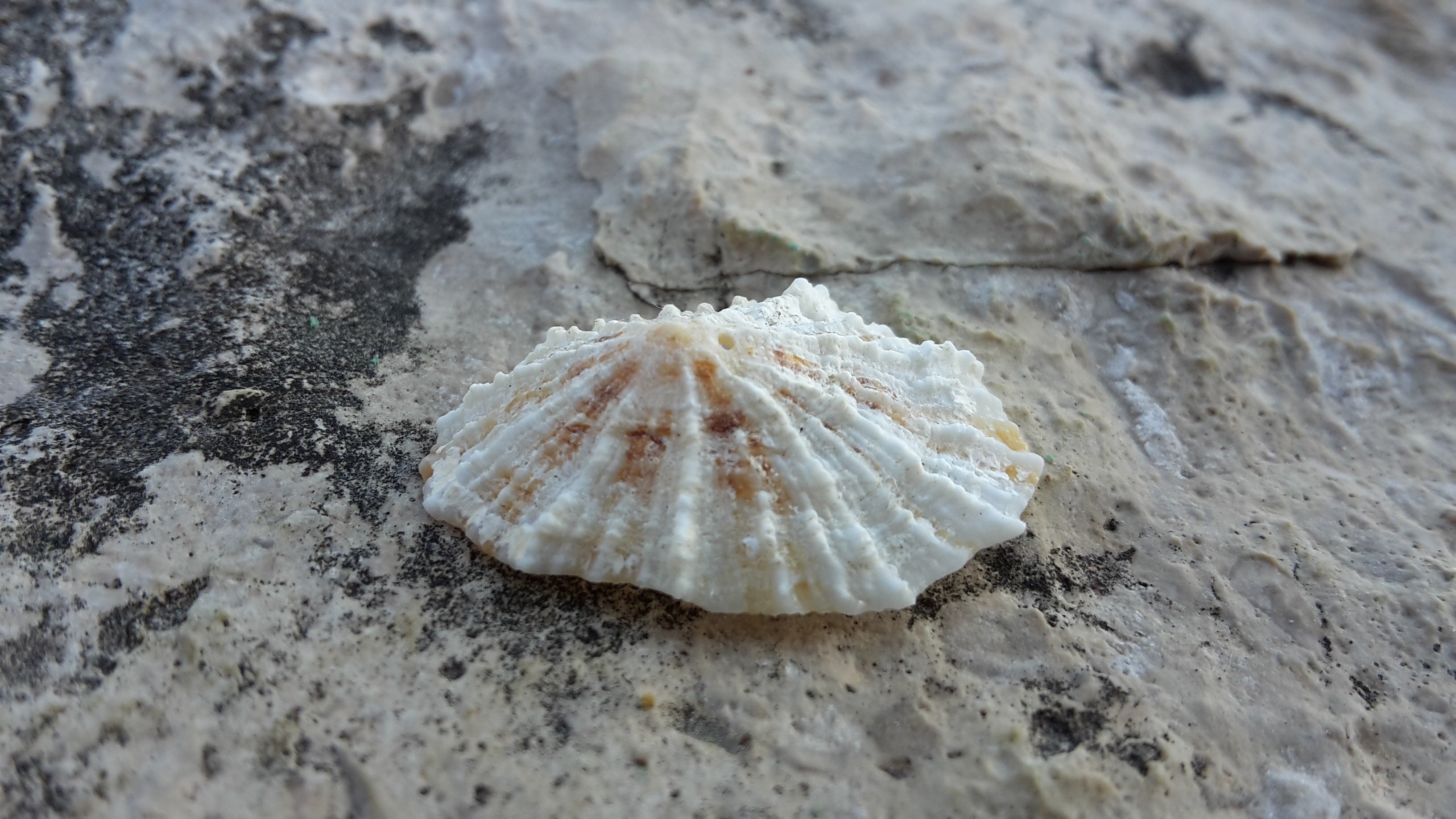 Sea Shells on stone free image download