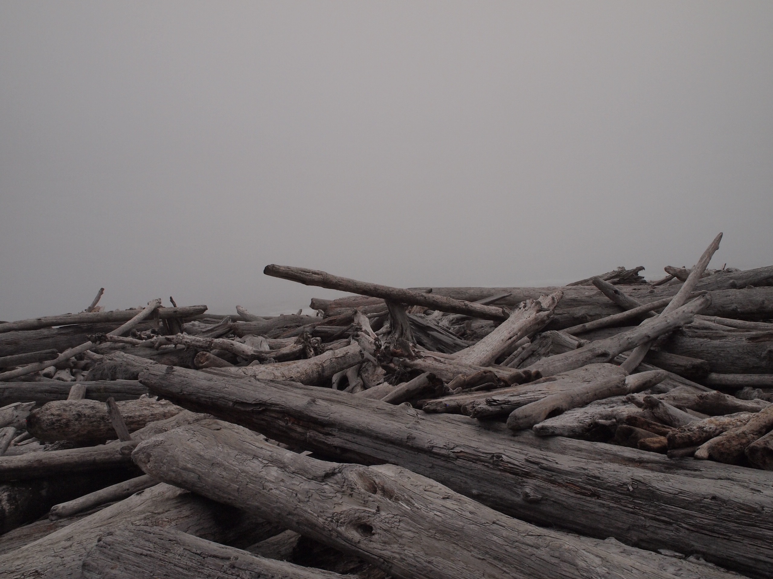 Logs Water Beach free image download