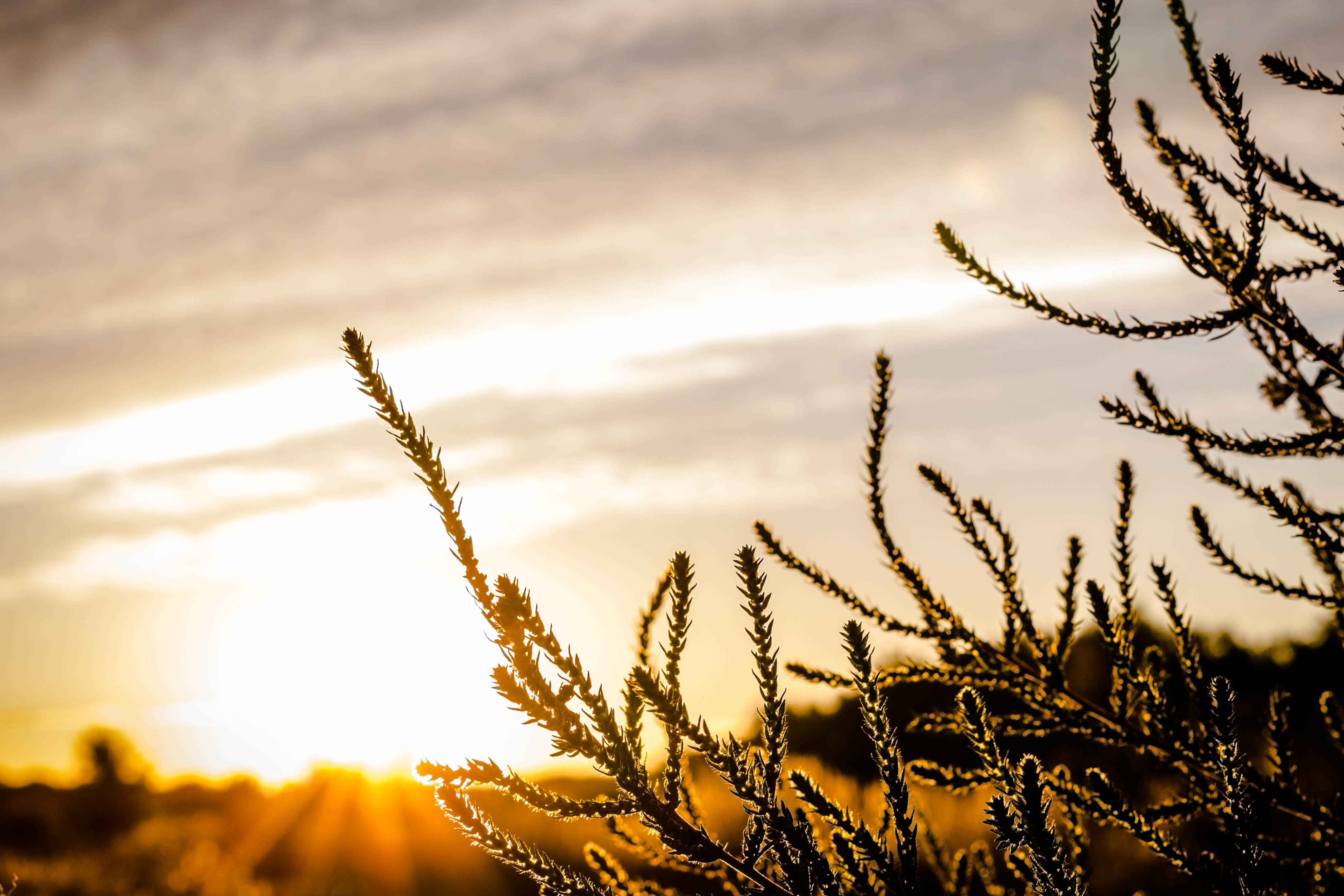 Sunset Dusk Plants free image download