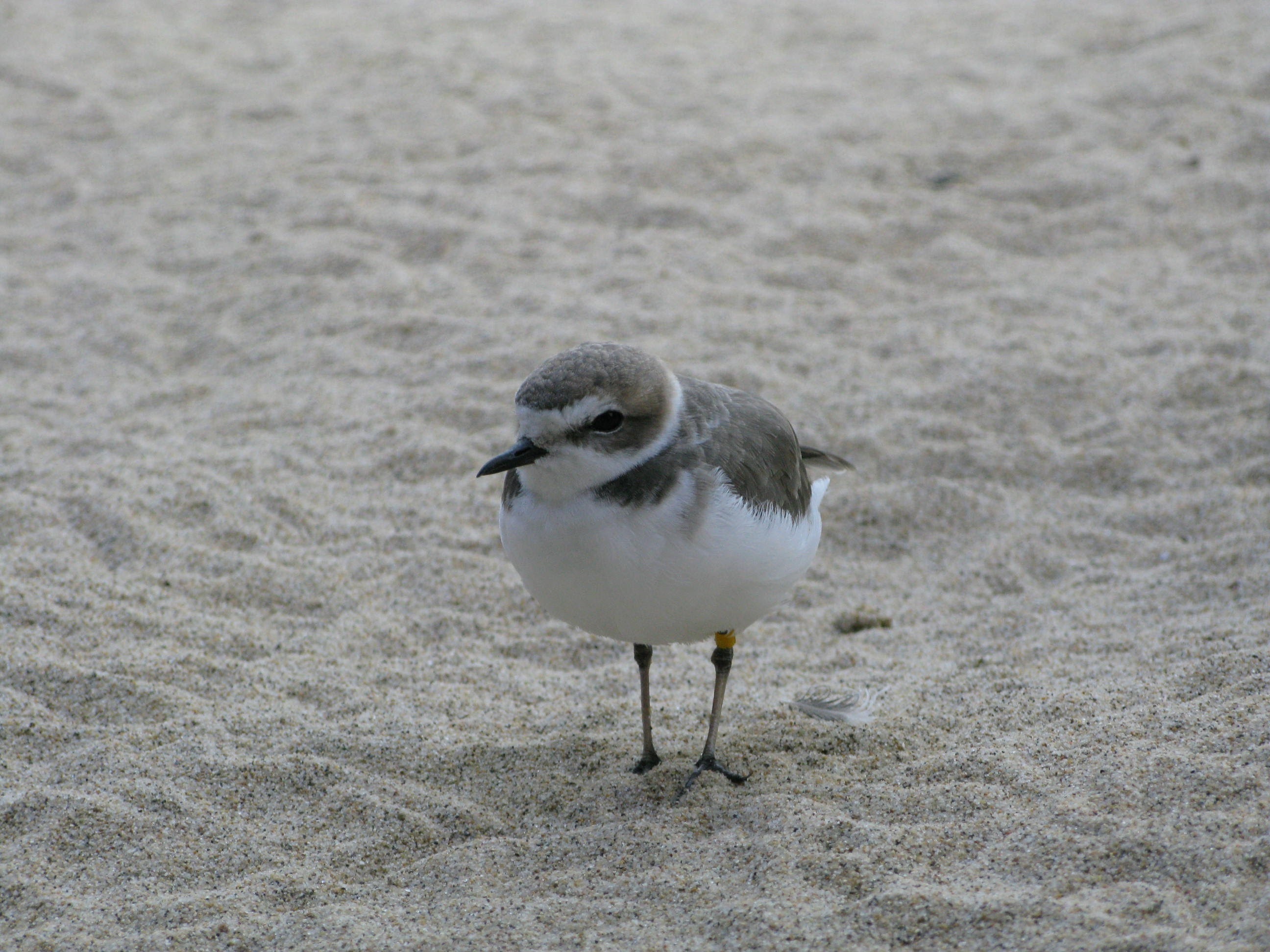 Bird Sand Beach free image download