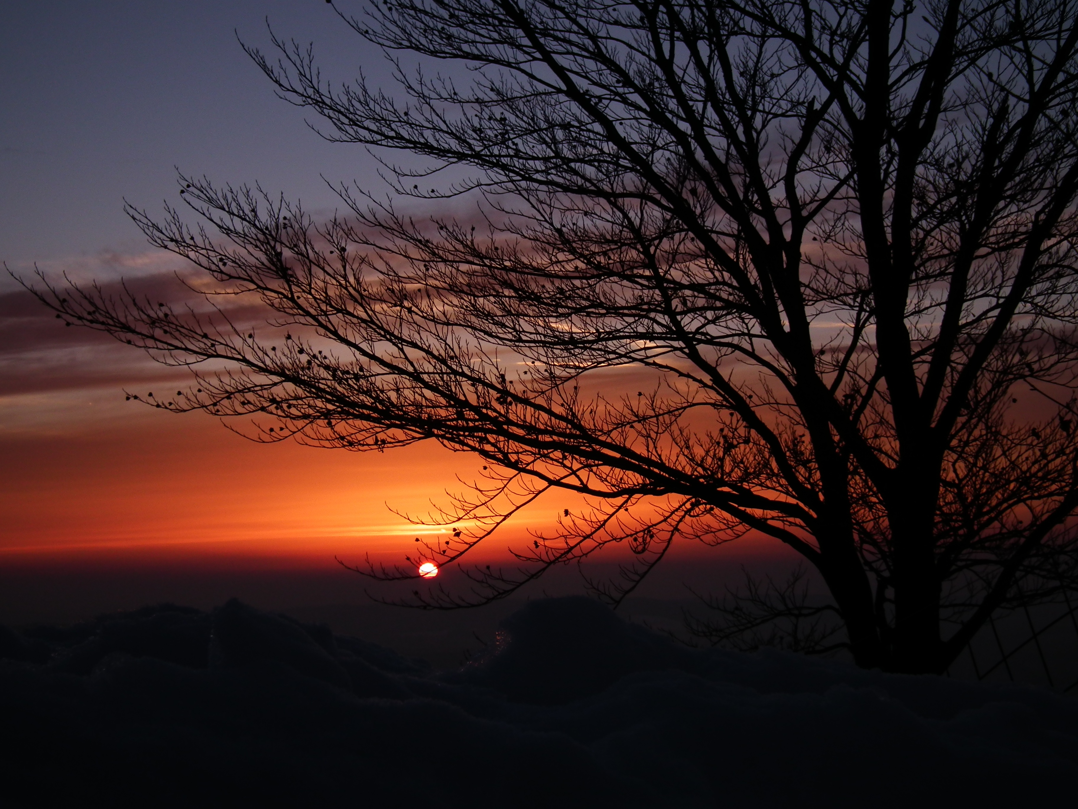 Tree Evening Sun free image download