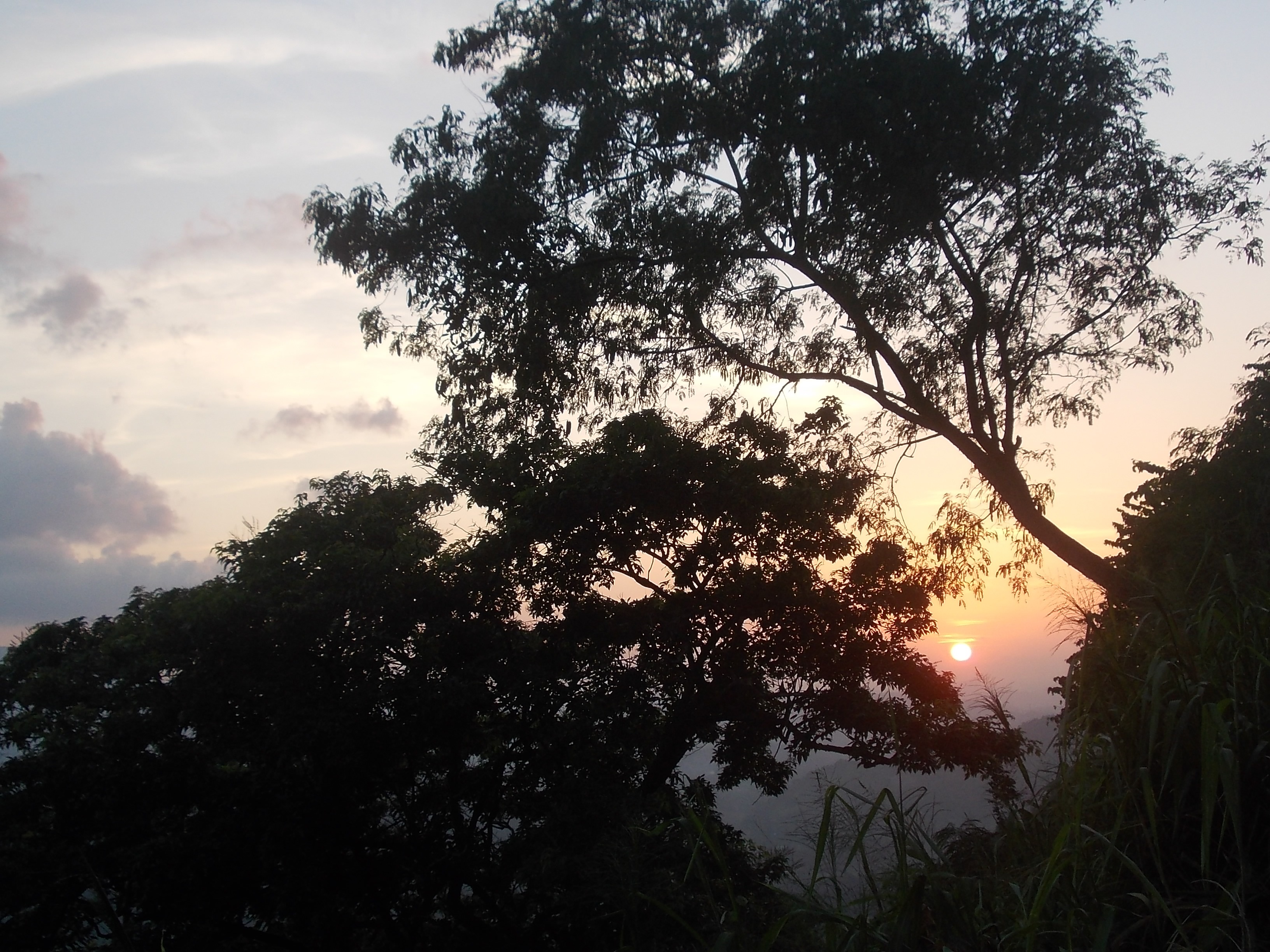 Nature Tree Sunset free image download