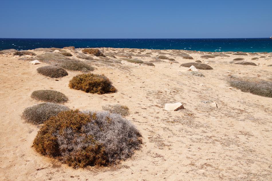Beach Coast Desert free image download