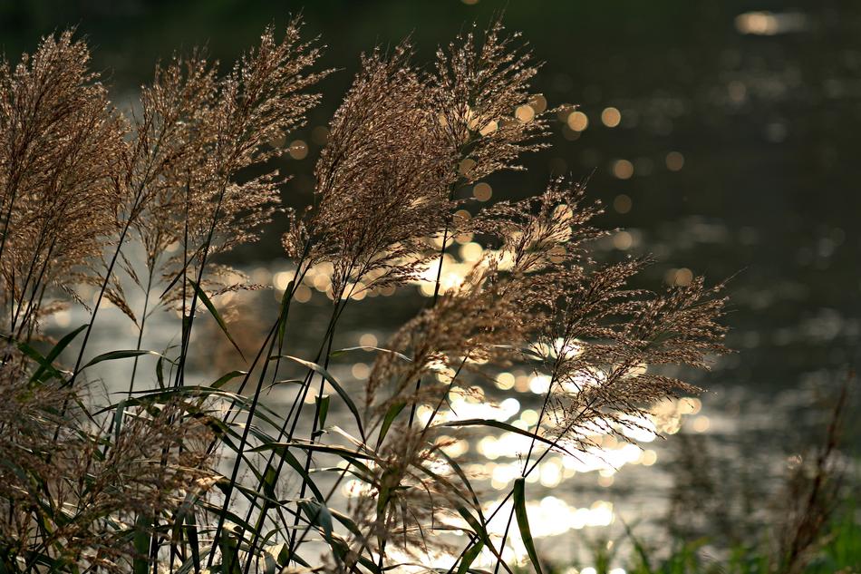 Foxtail Reed Riverside free image download