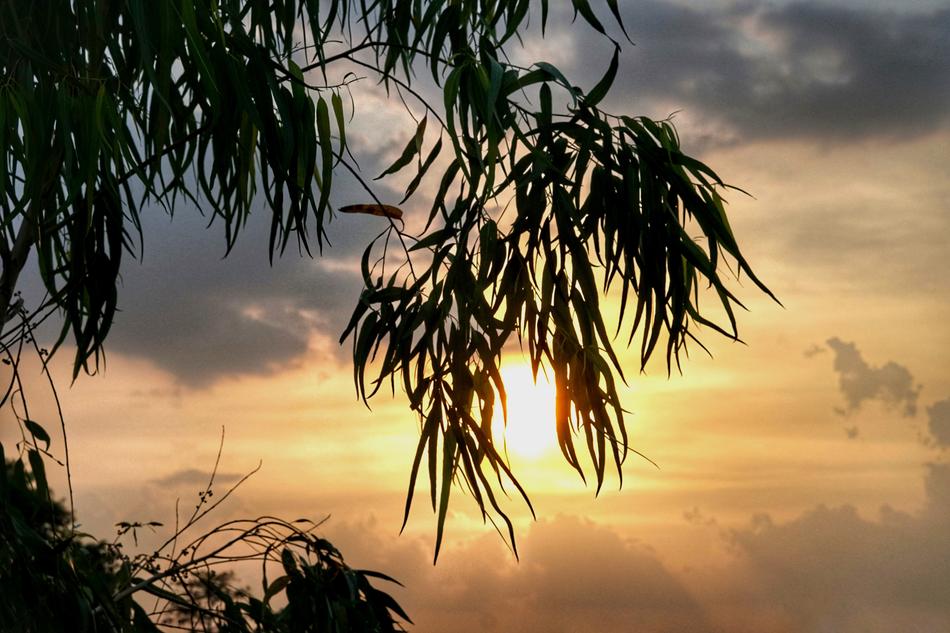 Tree Branch Hanging free image download