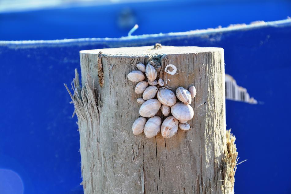 Mussels Snails Blue free image download