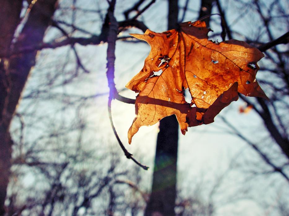 Leaf Light Backlit free image download