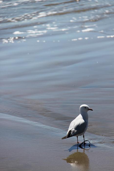 Seagull Bird Beach free image download