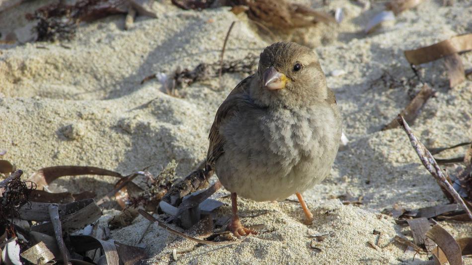 Sparrow Beach Bird free image download