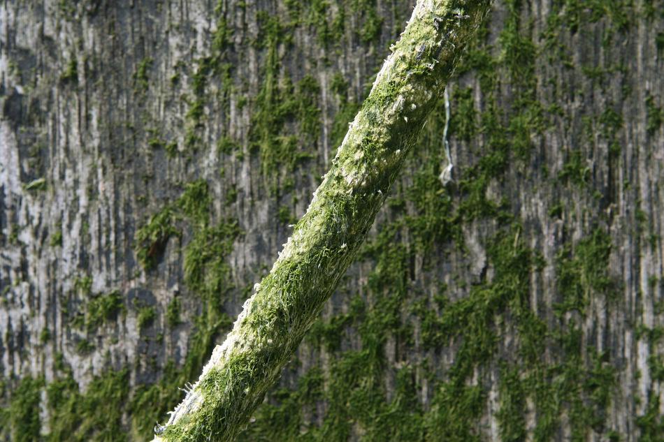 Algae Aquatic Background free image download