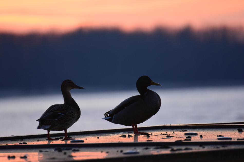 Ducks Afterglow Sunset Evening free image download