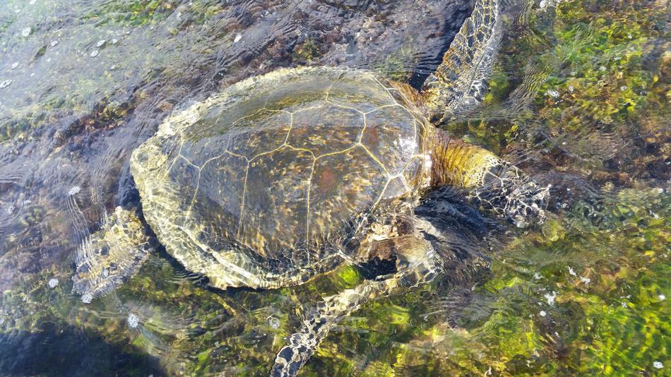 Turtle Nature Water Beach free image download