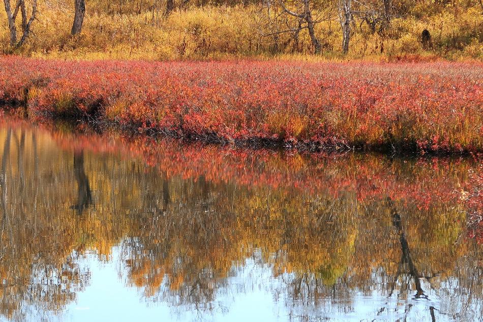 Plants with colorful Autumn foliage near Beach free image download