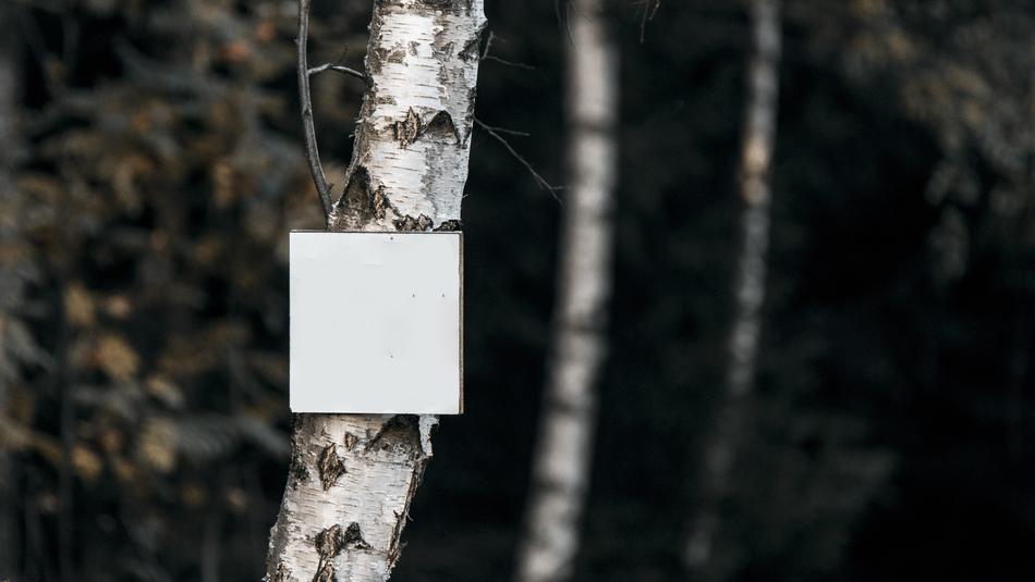 Forest Whiteboard Board free image download