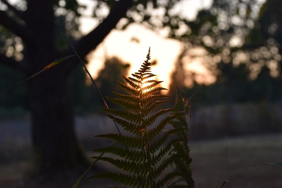 Fern Sunset Evening free image download