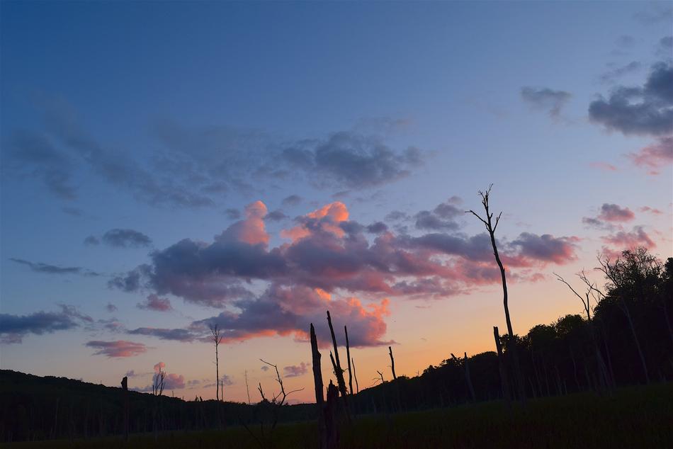 Sunset Sky Trees free image download