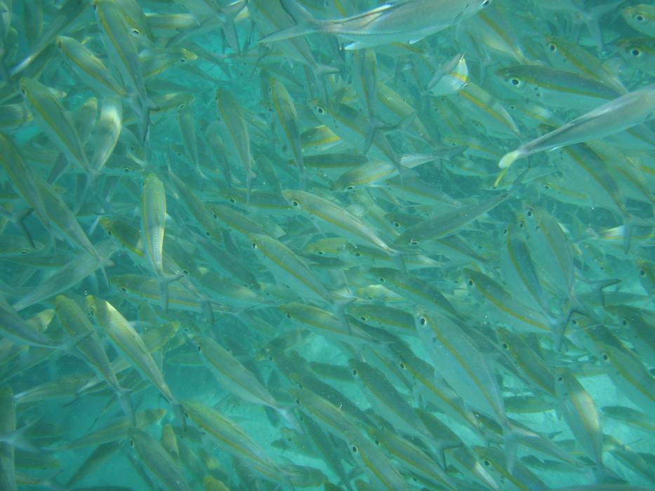 Fish Swimming Swim free image download