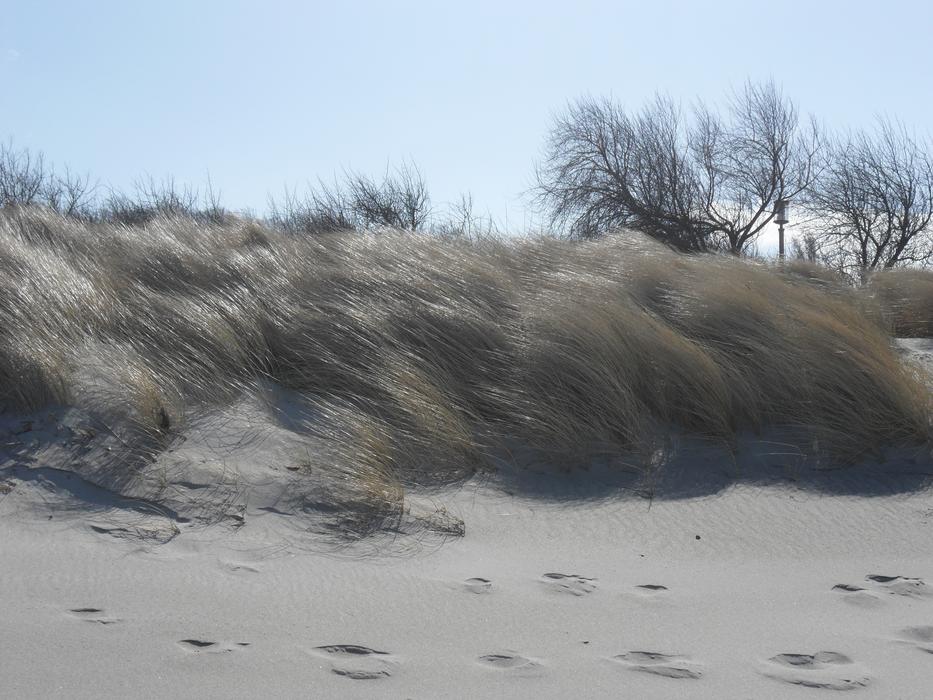 Marram Grass Grasses free image download
