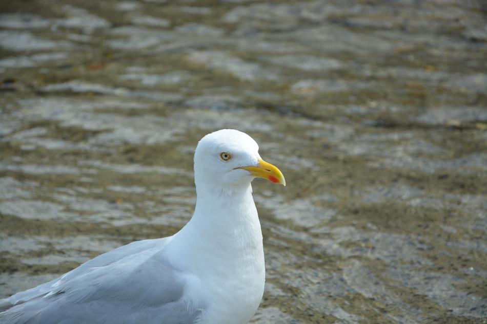 Gull Profile Head free image download