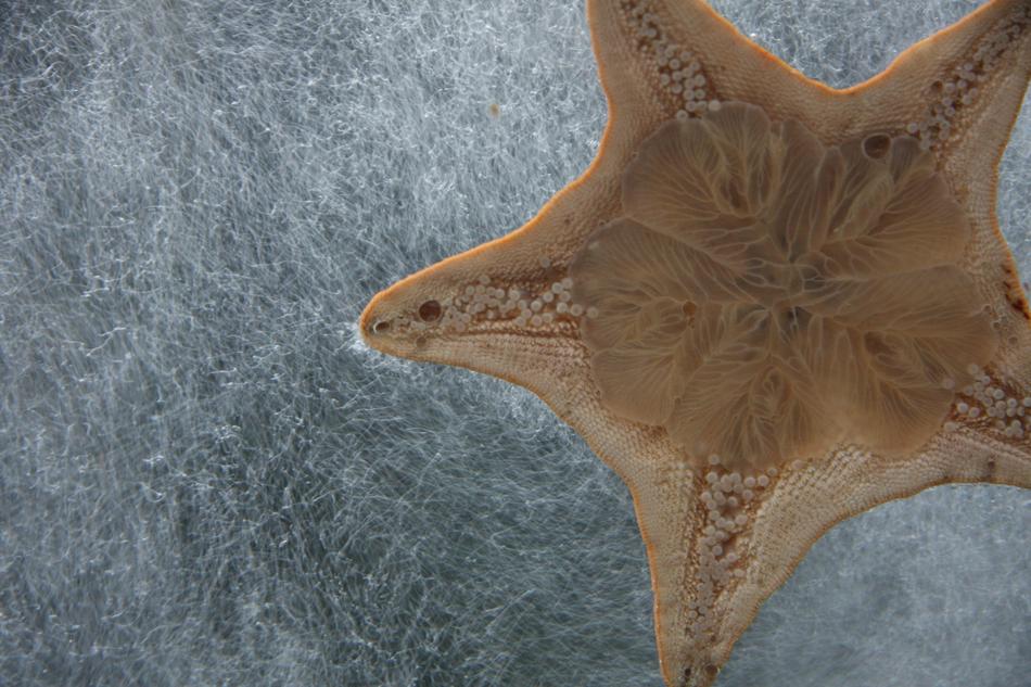 Starfish in water view free image download
