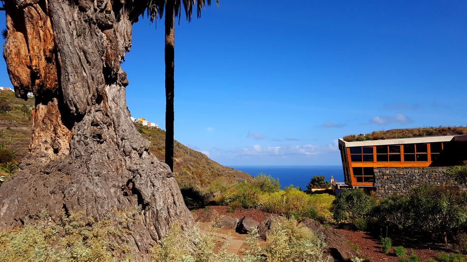 Drago Milenario Dragon Tree free image download