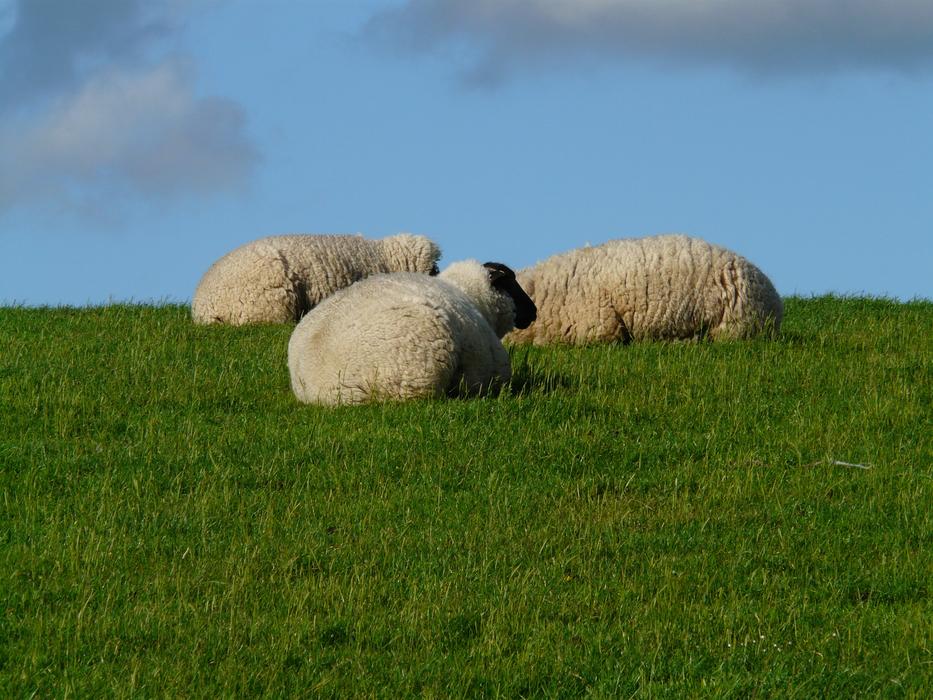 Flock Of Sheep Group free image download