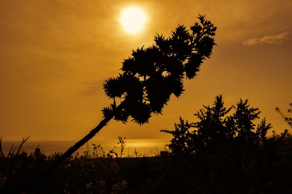 Tree Sunset Nature free image download