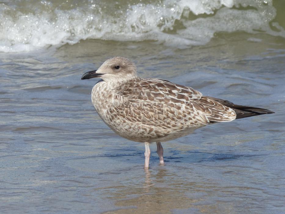 Seagull Water Sea free image download
