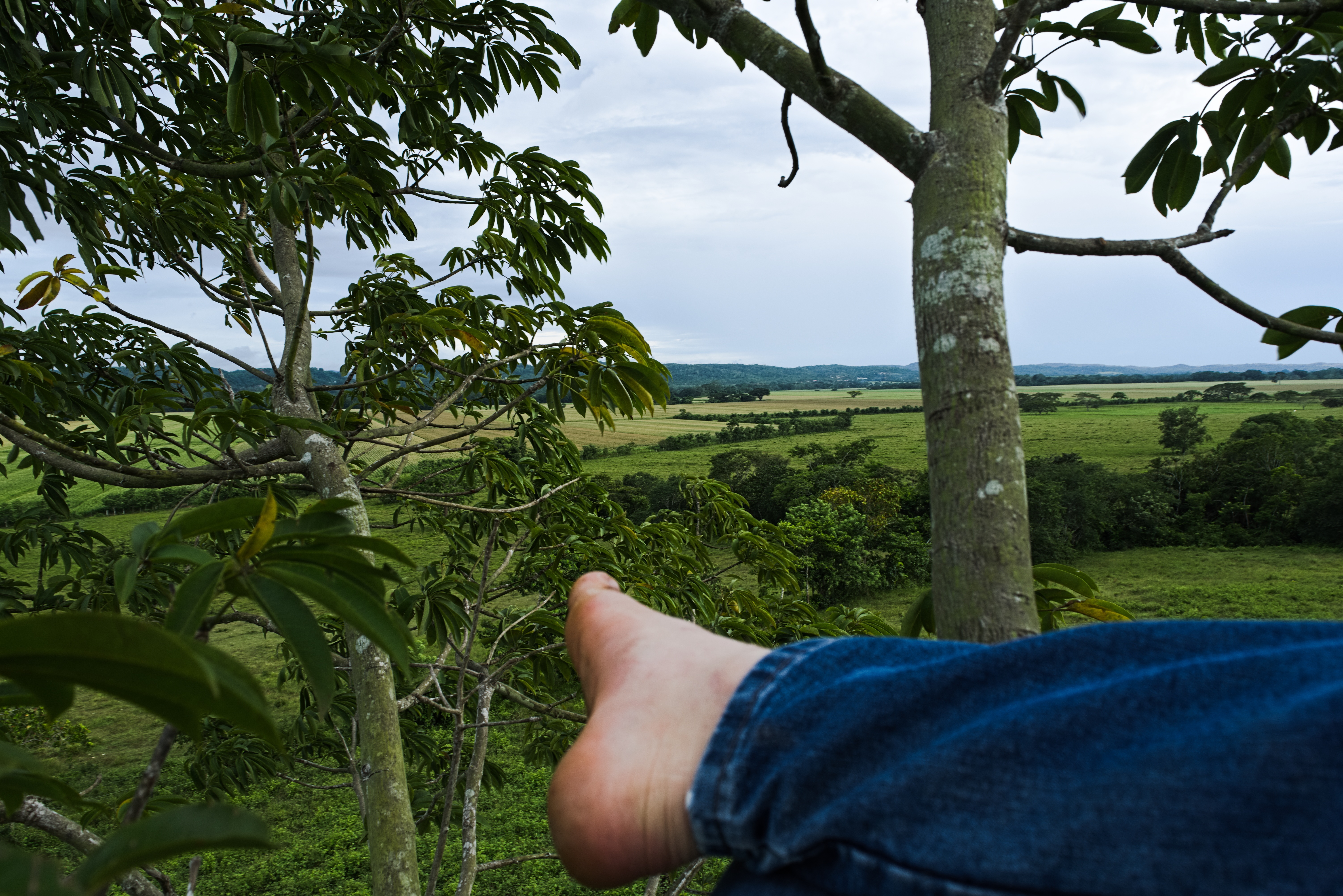 Relax Tree Landscape free image download