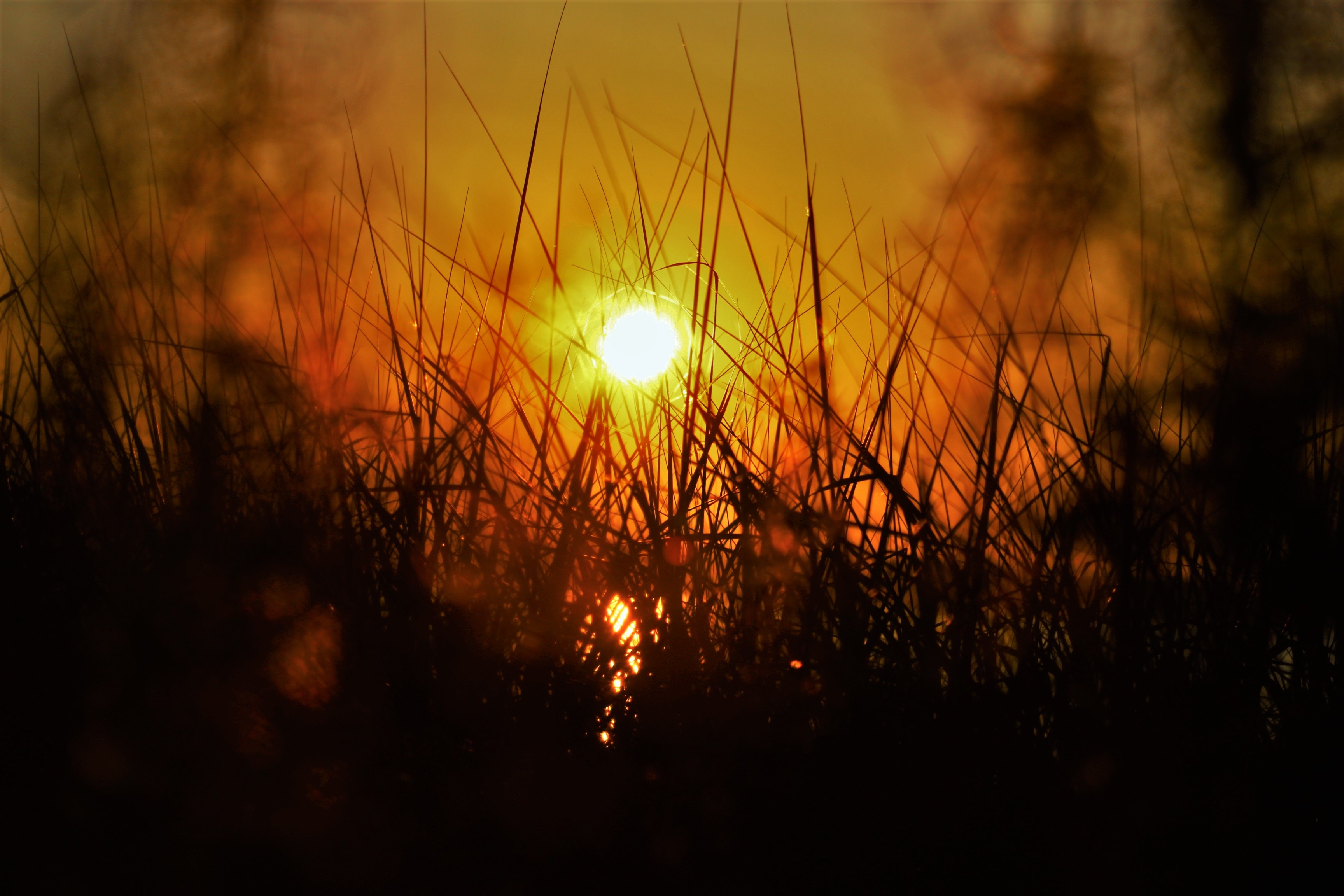Sunset Grass Summer free image download