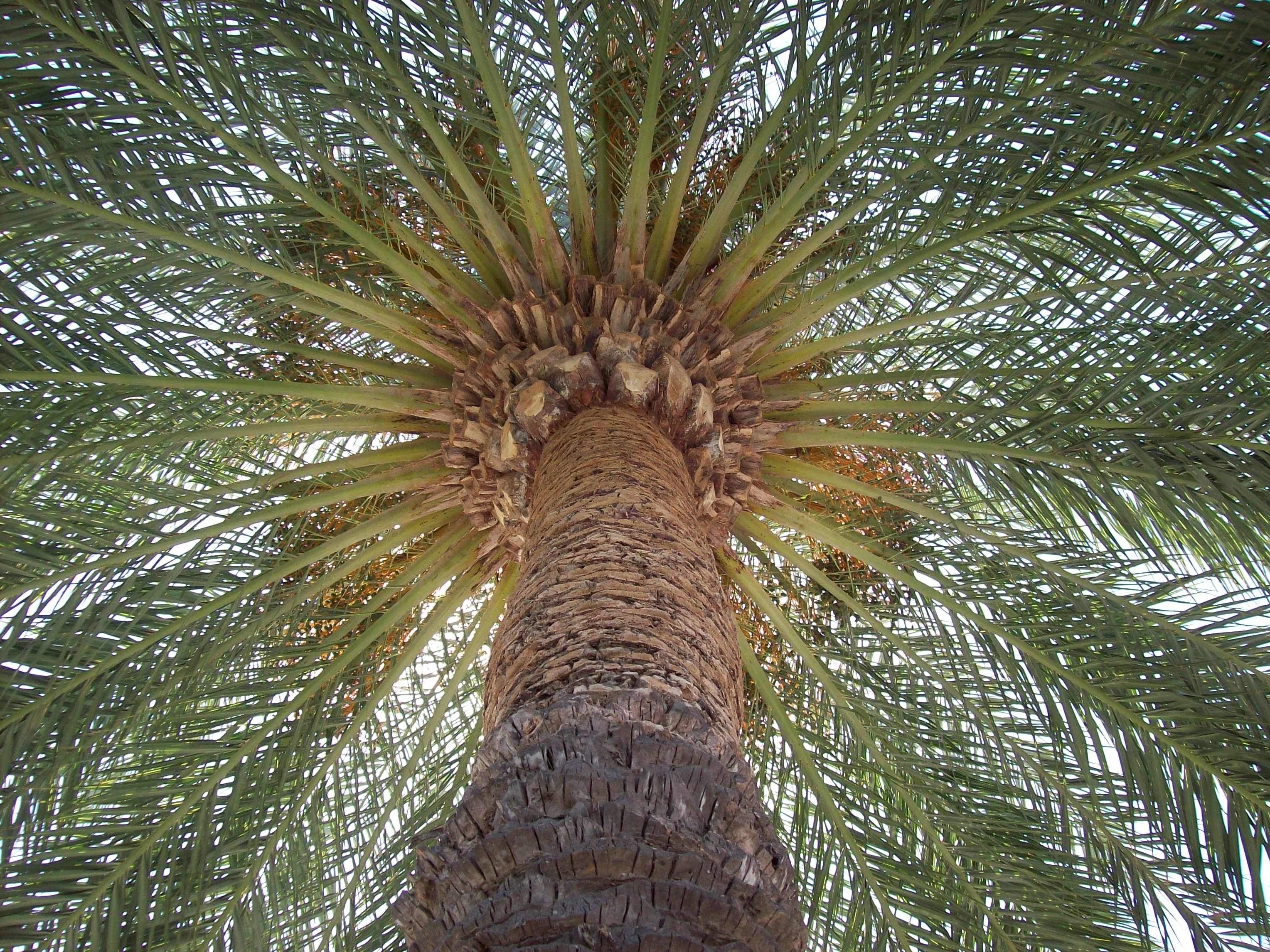 Palm Sun Tree free image download