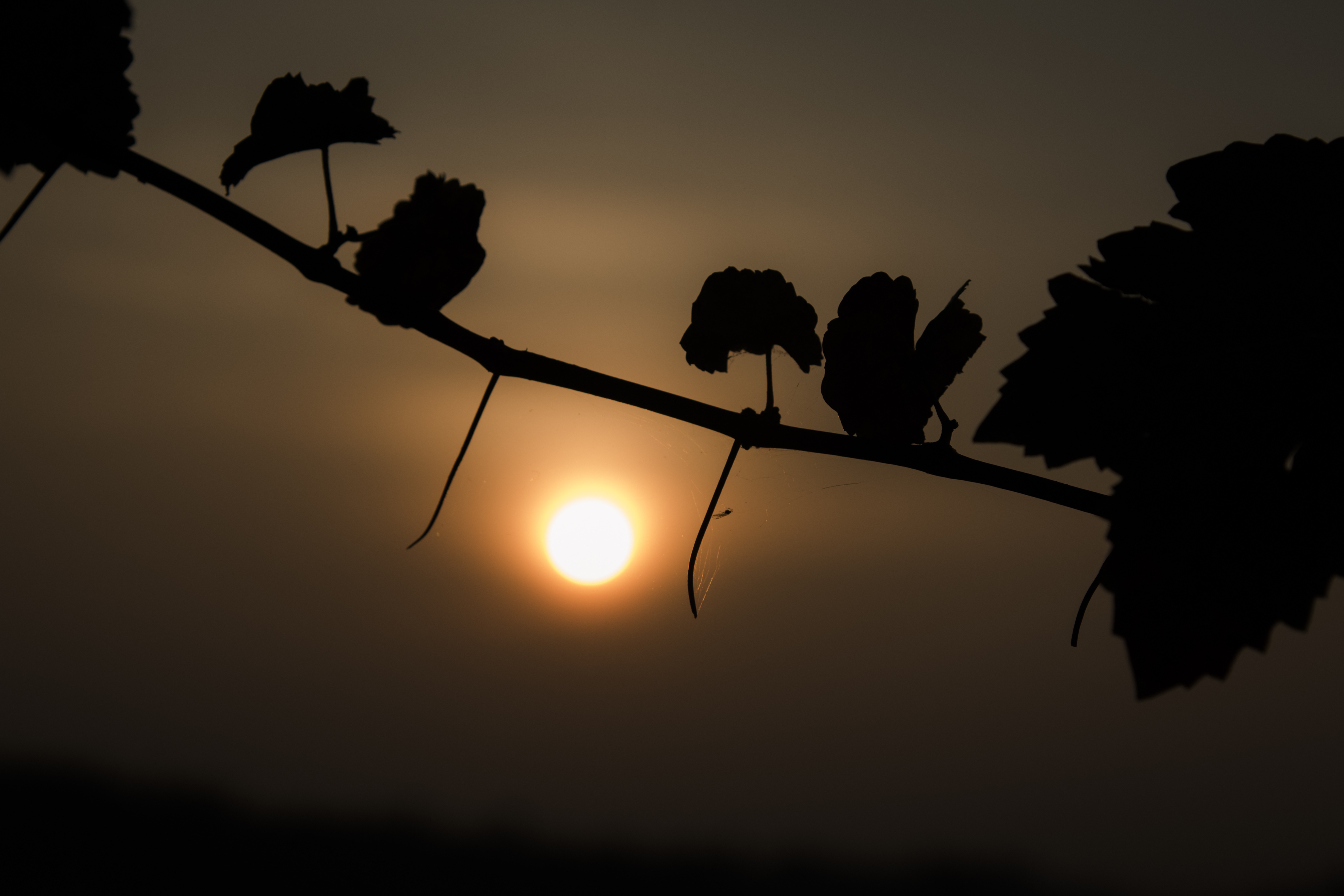Sun Sky Leaves free image download