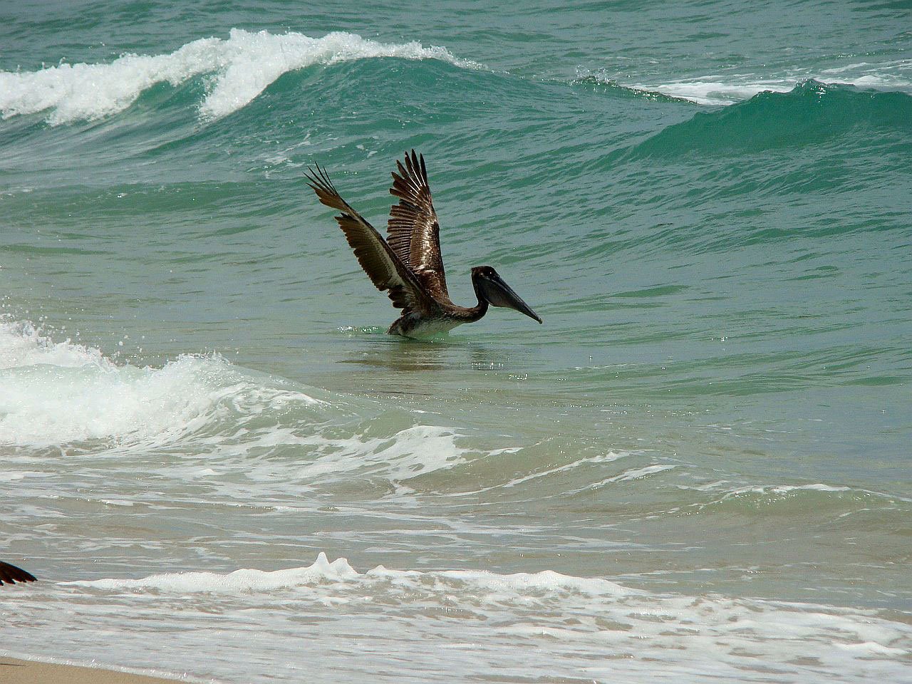 Bird Ocean Water free image download