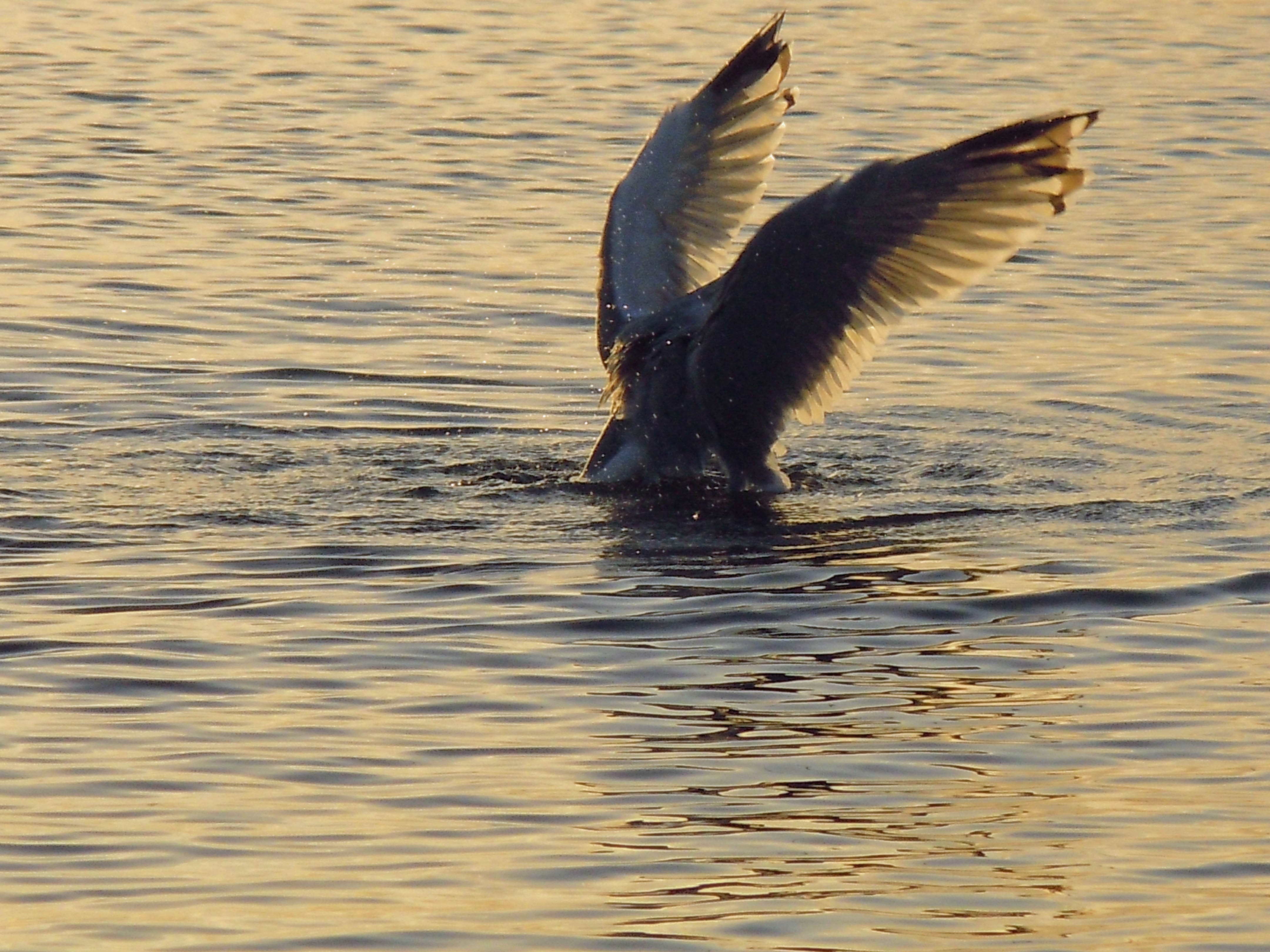 Seagull Sea Morning free image download