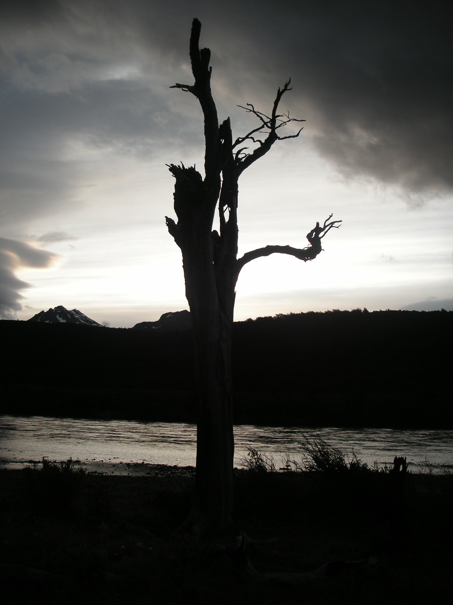 Chile Sunset Dead Tree free image download
