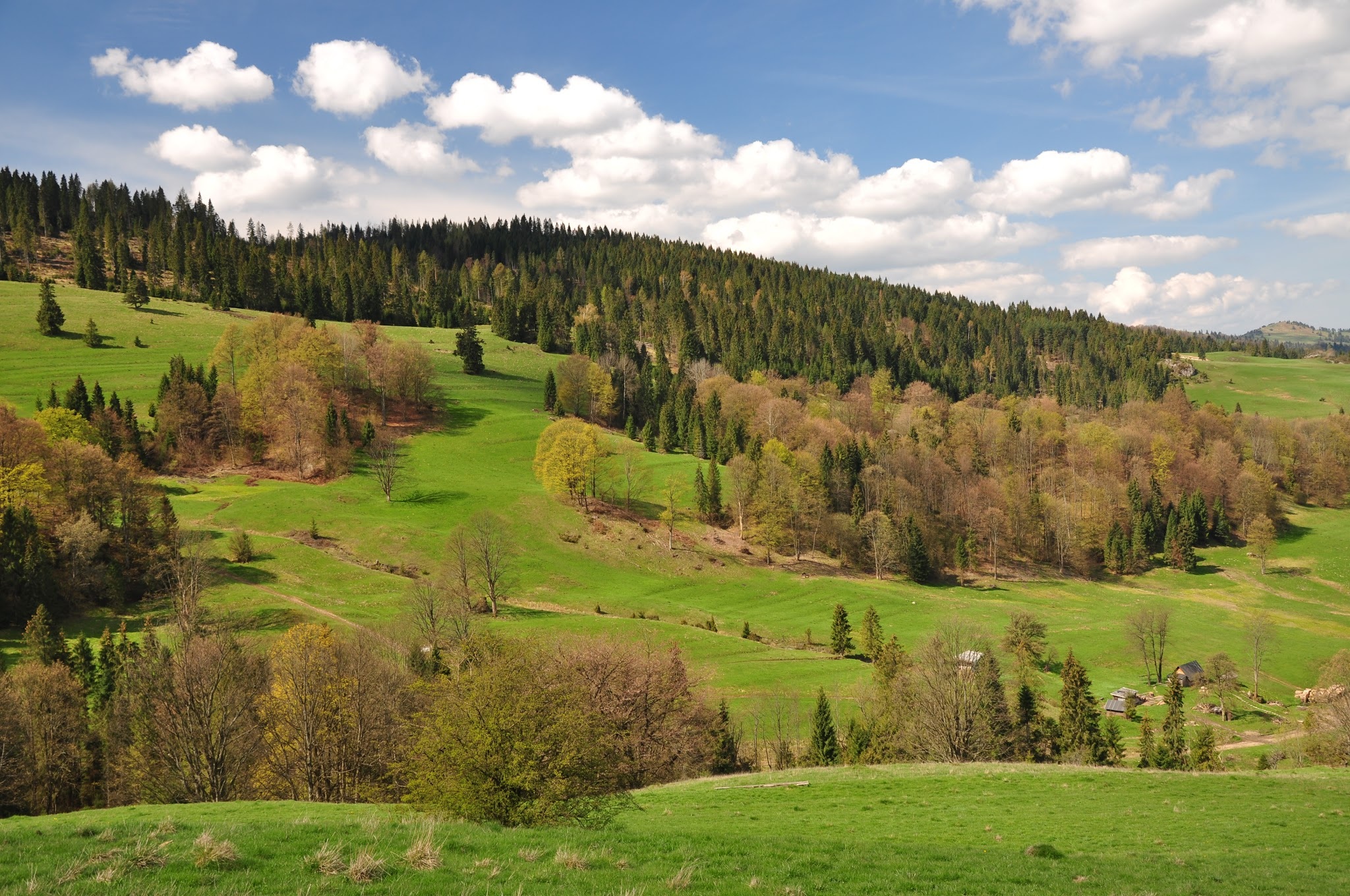 Meadow Nature View free image download