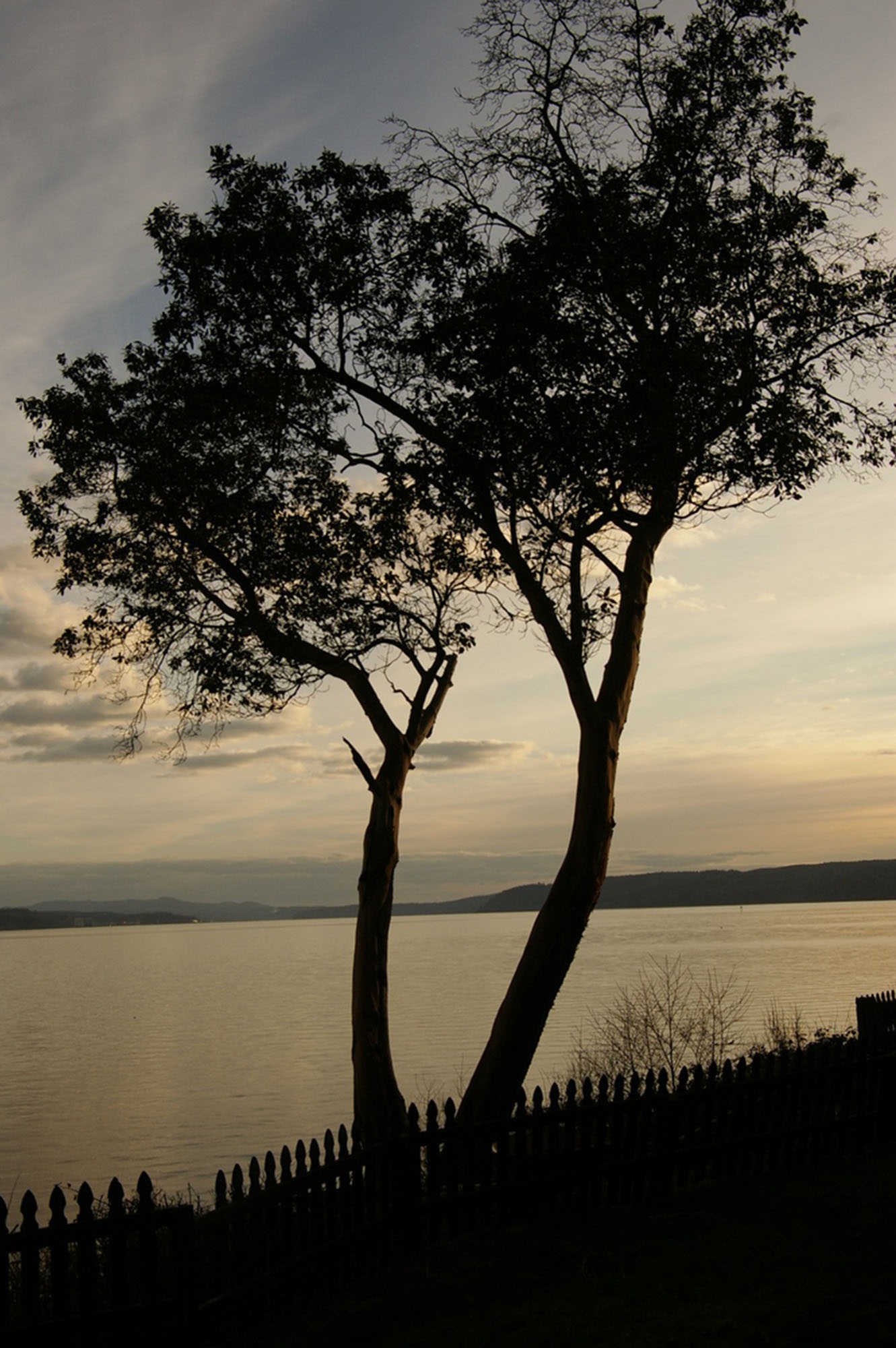 Nature Tree Sunset free image download
