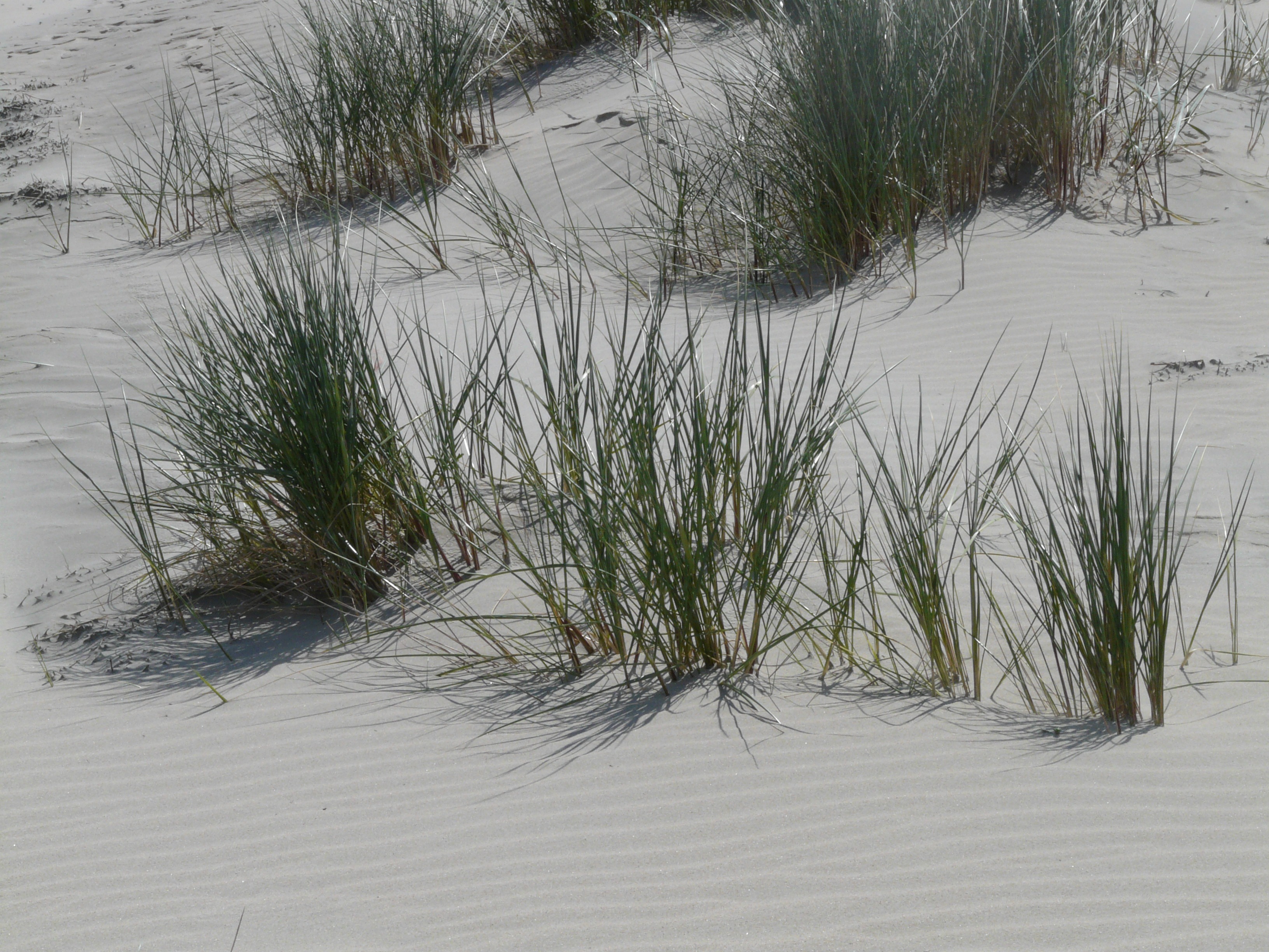 Marram Grass Ammophila free image download