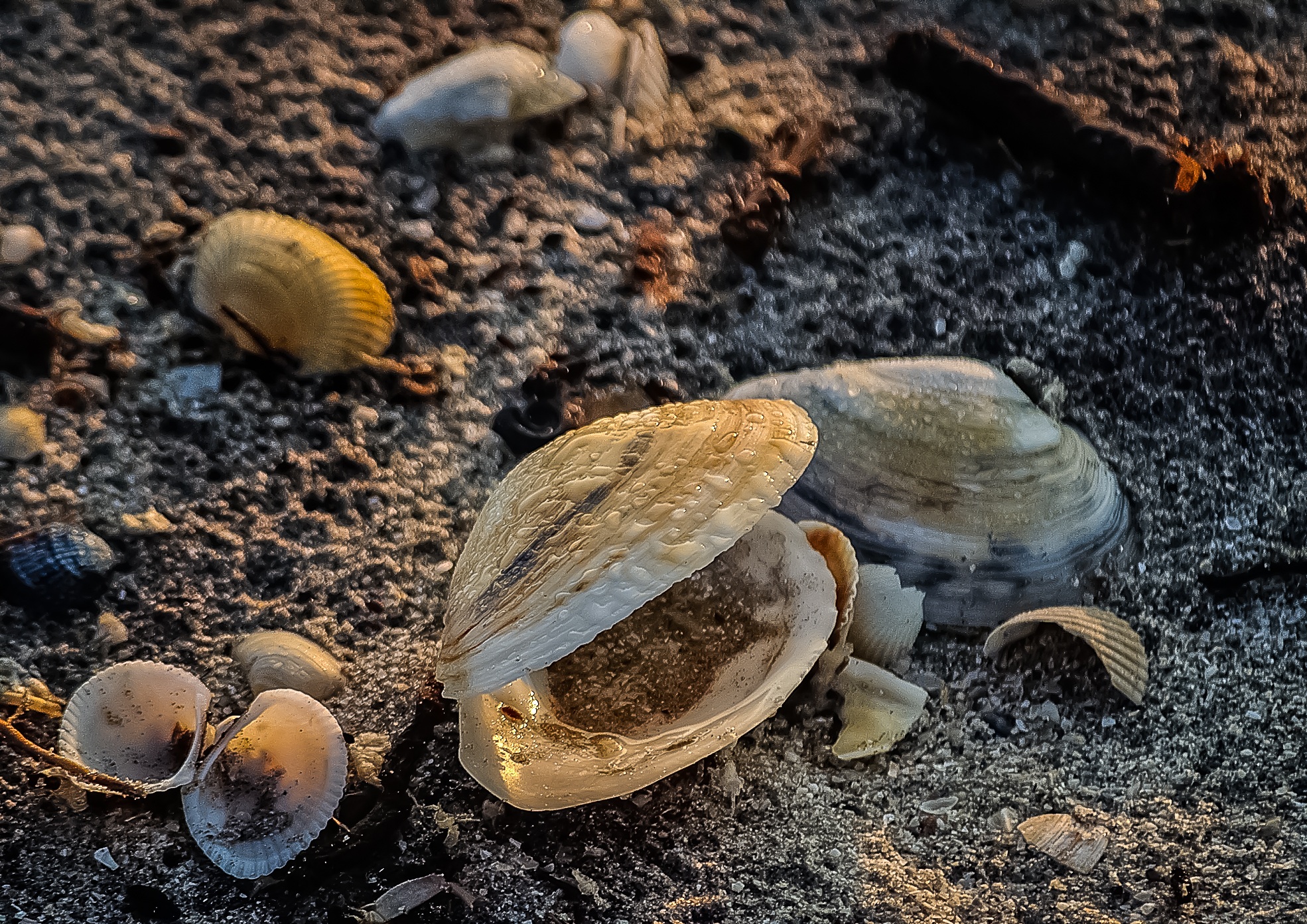 Seashell Shellfish Mussel free image download