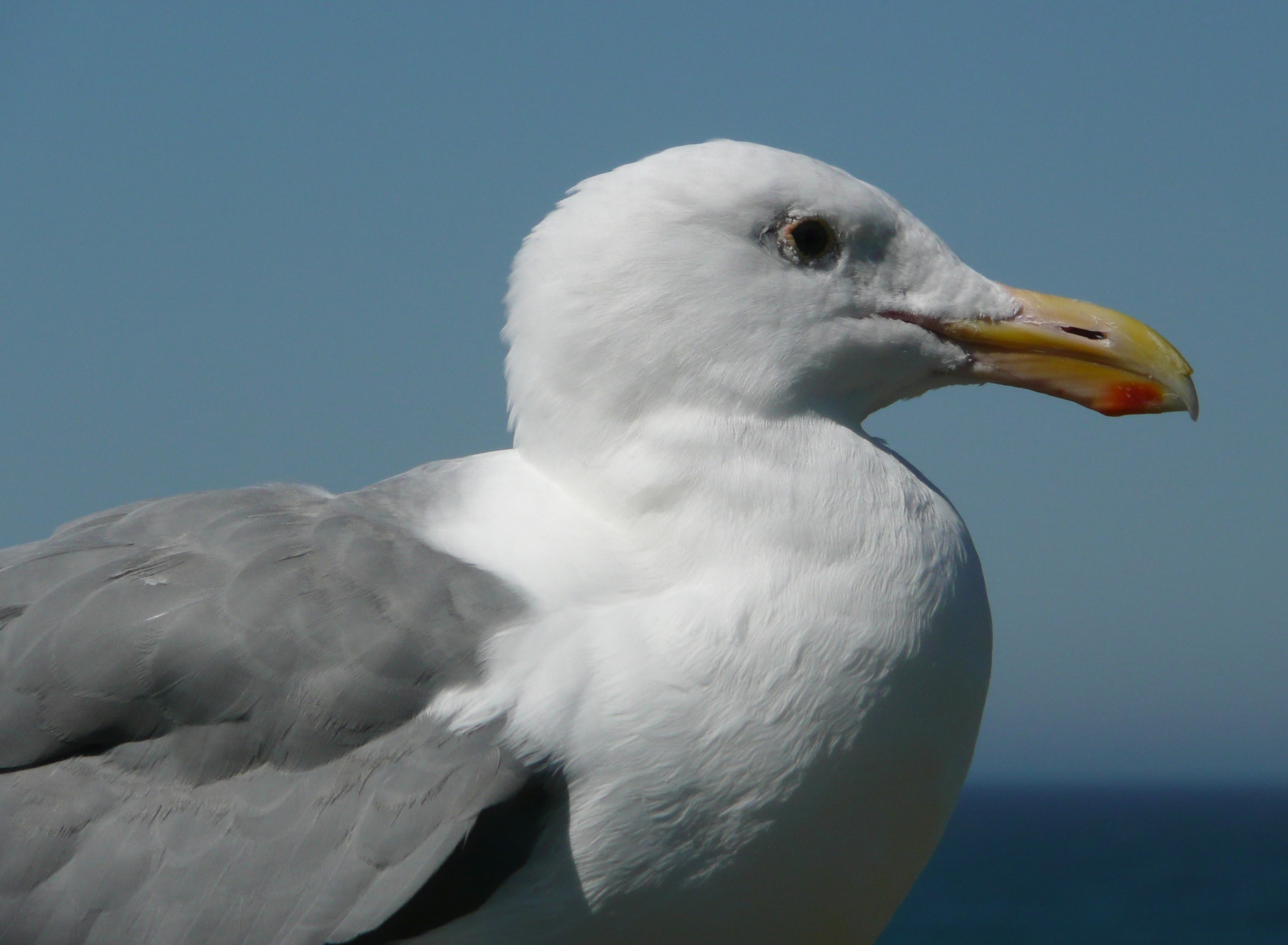 Seagull Bird Waterbird free image download