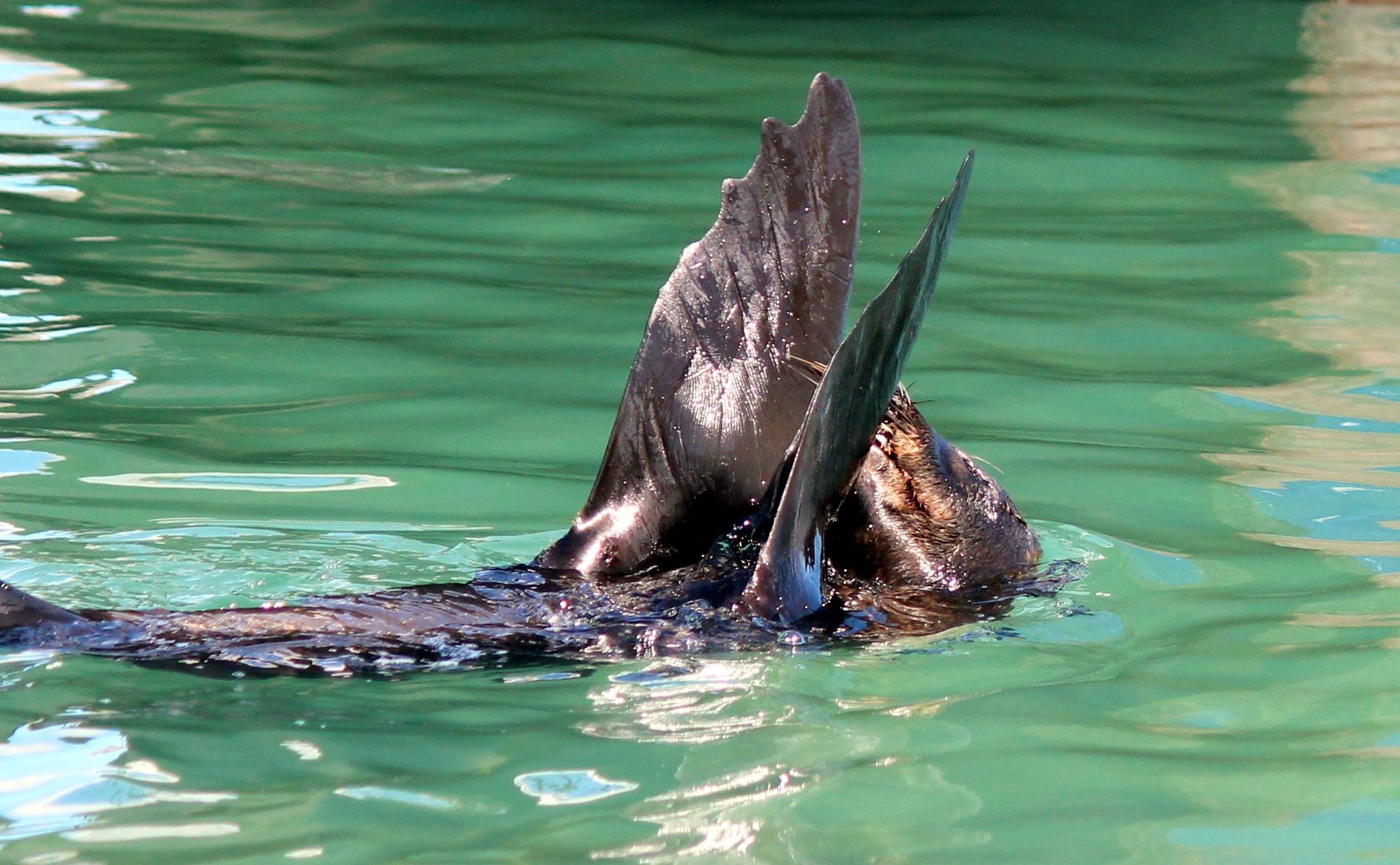 Seal Swim Wave free image download